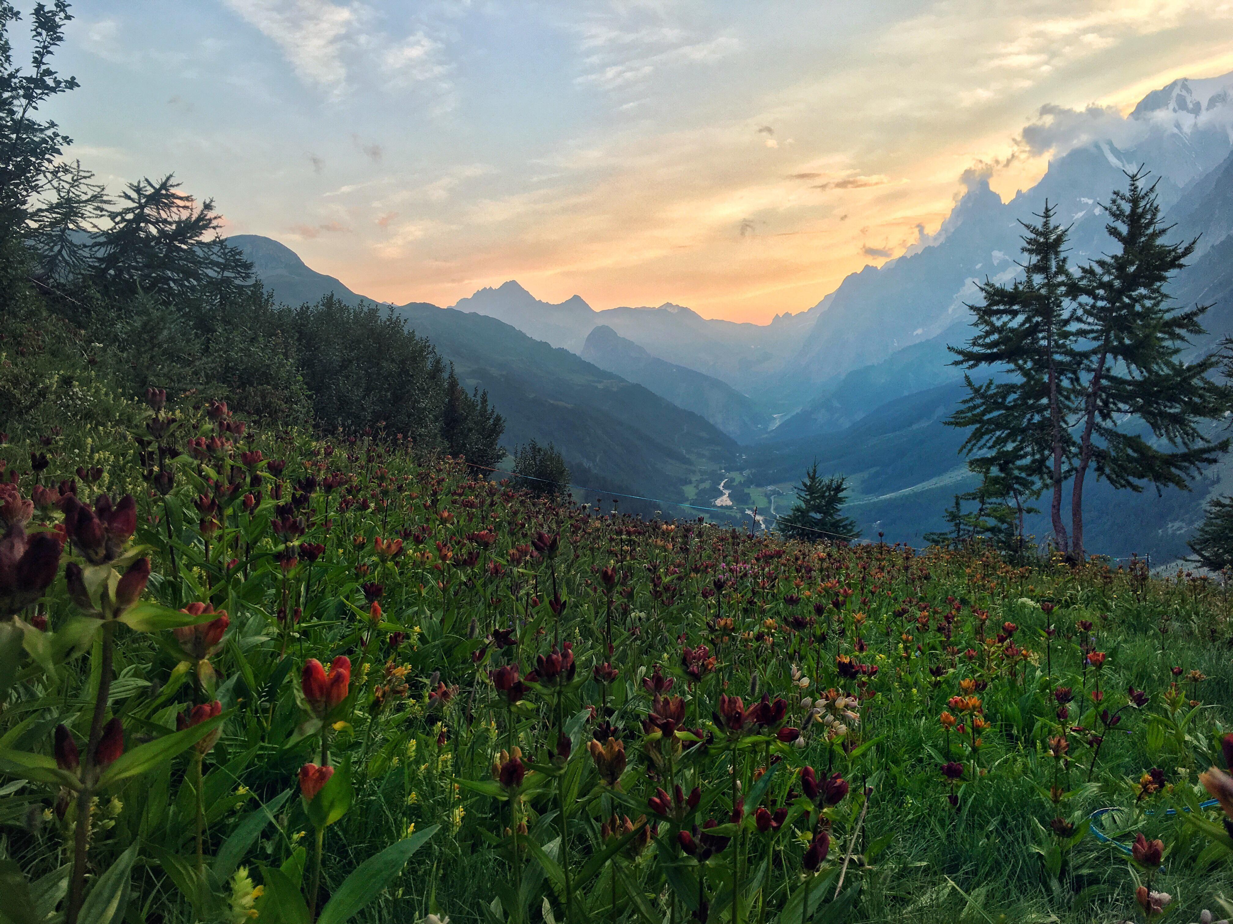 Alps Flowers Sunset Wallpapers - Top Free Alps Flowers Sunset ...