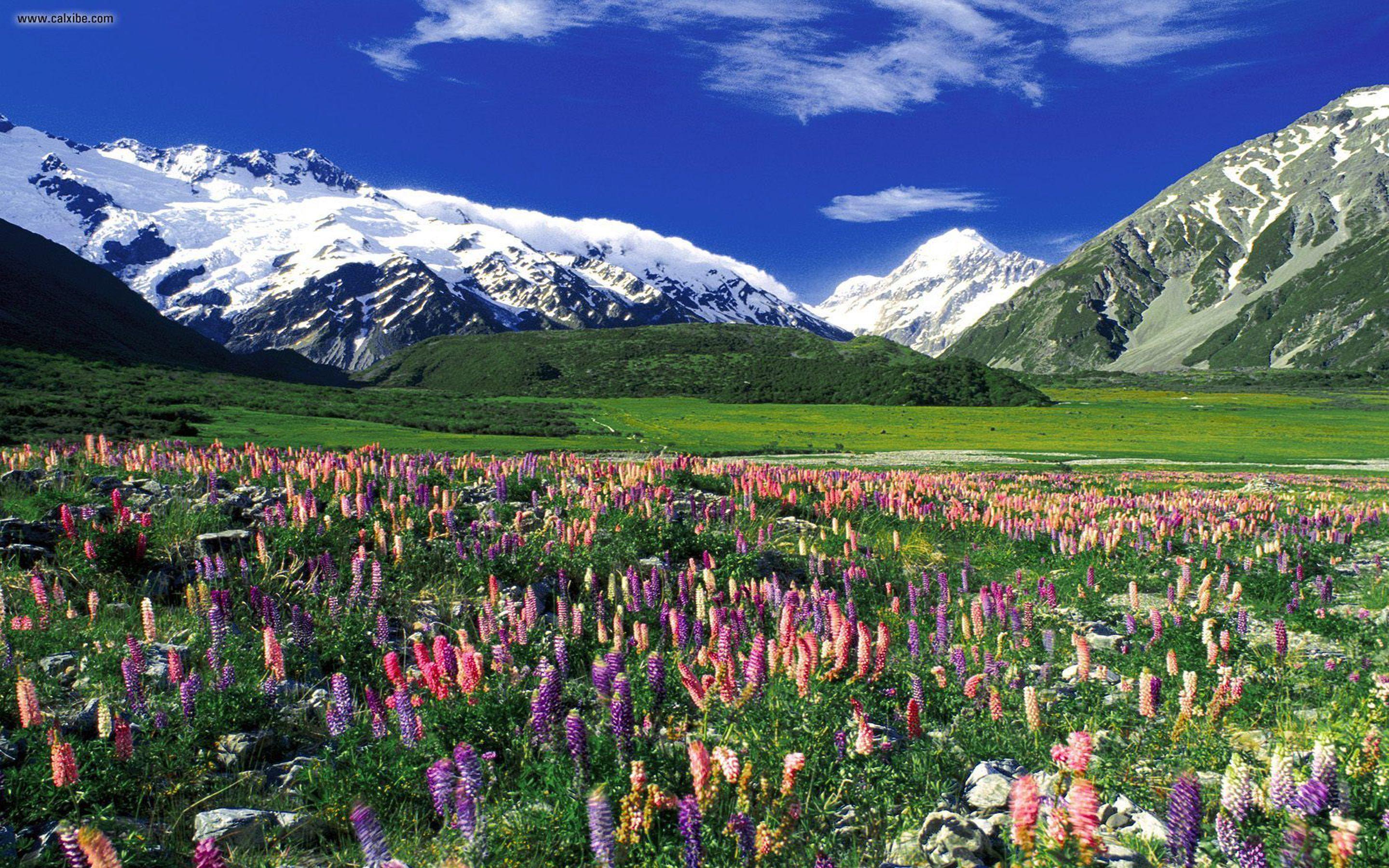 Alps Flowers Sunset Wallpapers - Top Free Alps Flowers Sunset ...