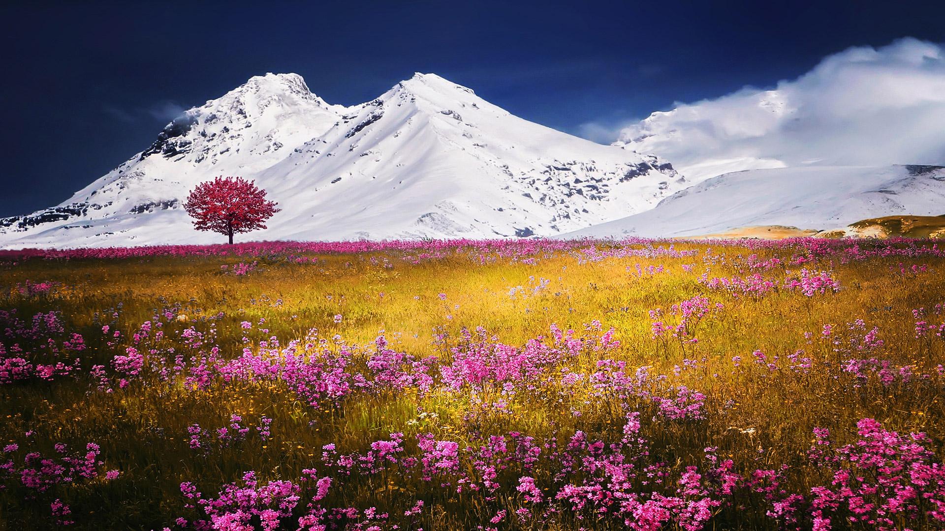 Alps Flowers Wallpapers - Top Free Alps Flowers Backgrounds ...