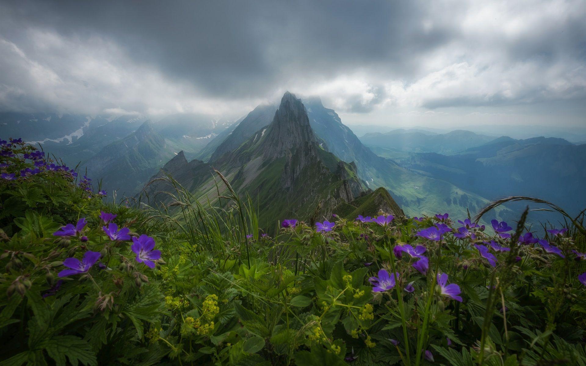 Alps Flowers Wallpapers - Top Free Alps Flowers Backgrounds ...