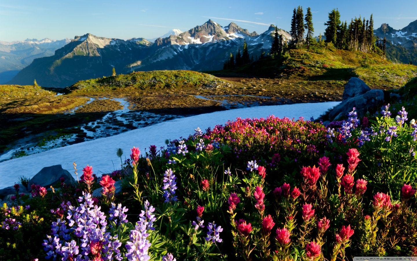 Alps Flowers Wallpapers - Top Free Alps Flowers Backgrounds ...