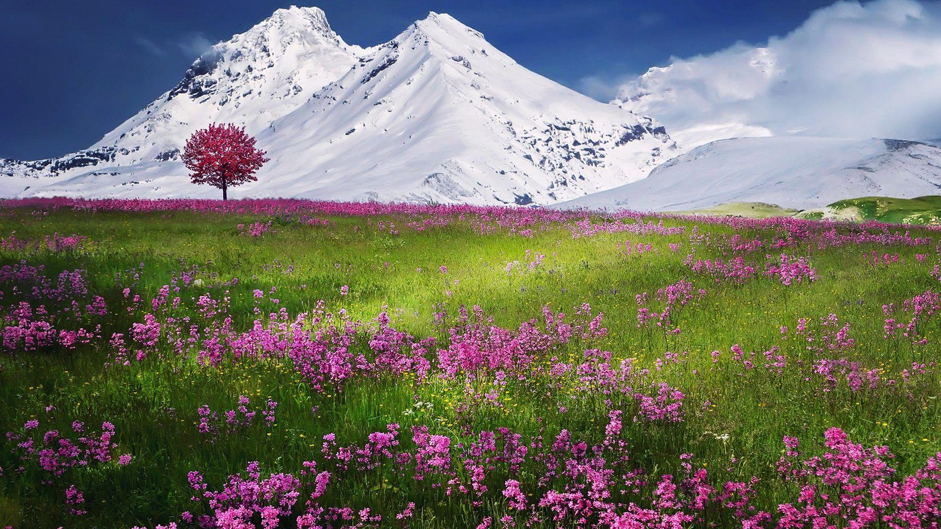 Alps Flowers Wallpapers - Top Free Alps Flowers Backgrounds ...