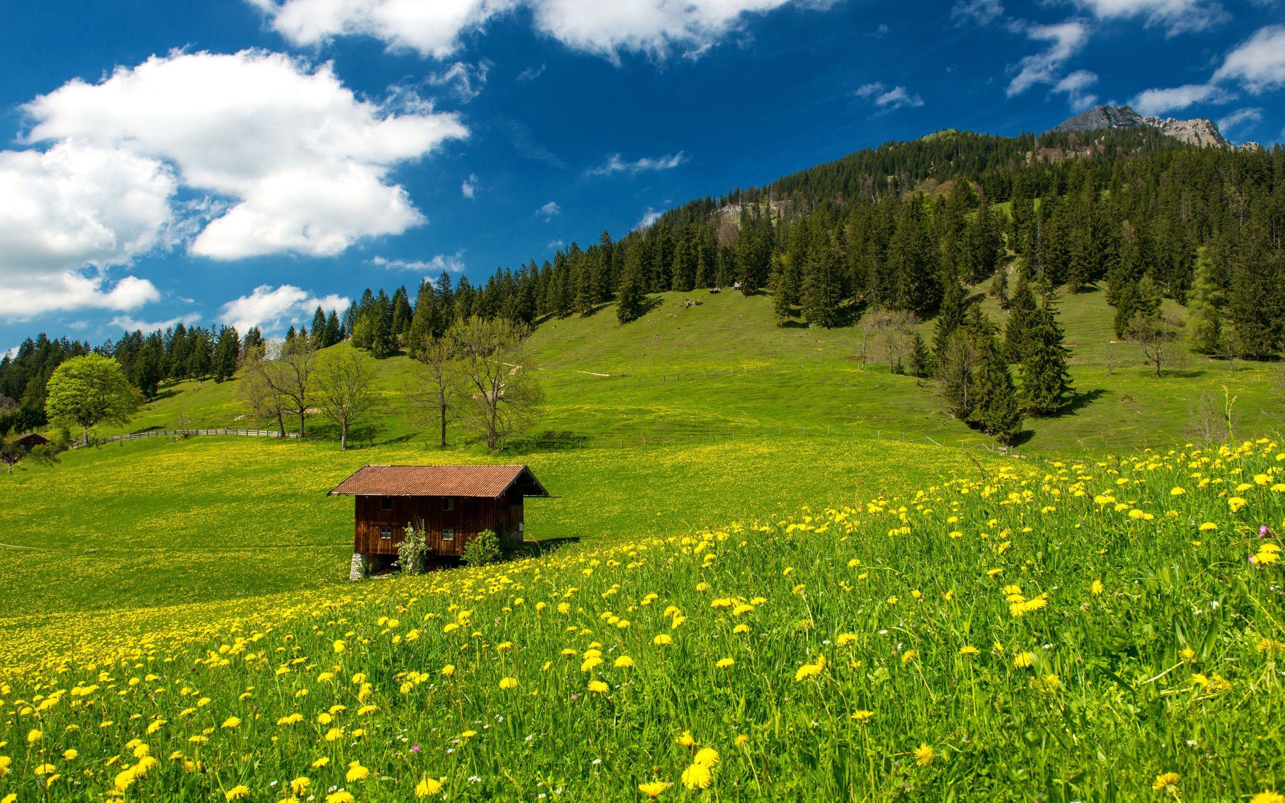 Alps Flowers Wallpapers - Top Free Alps Flowers Backgrounds ...