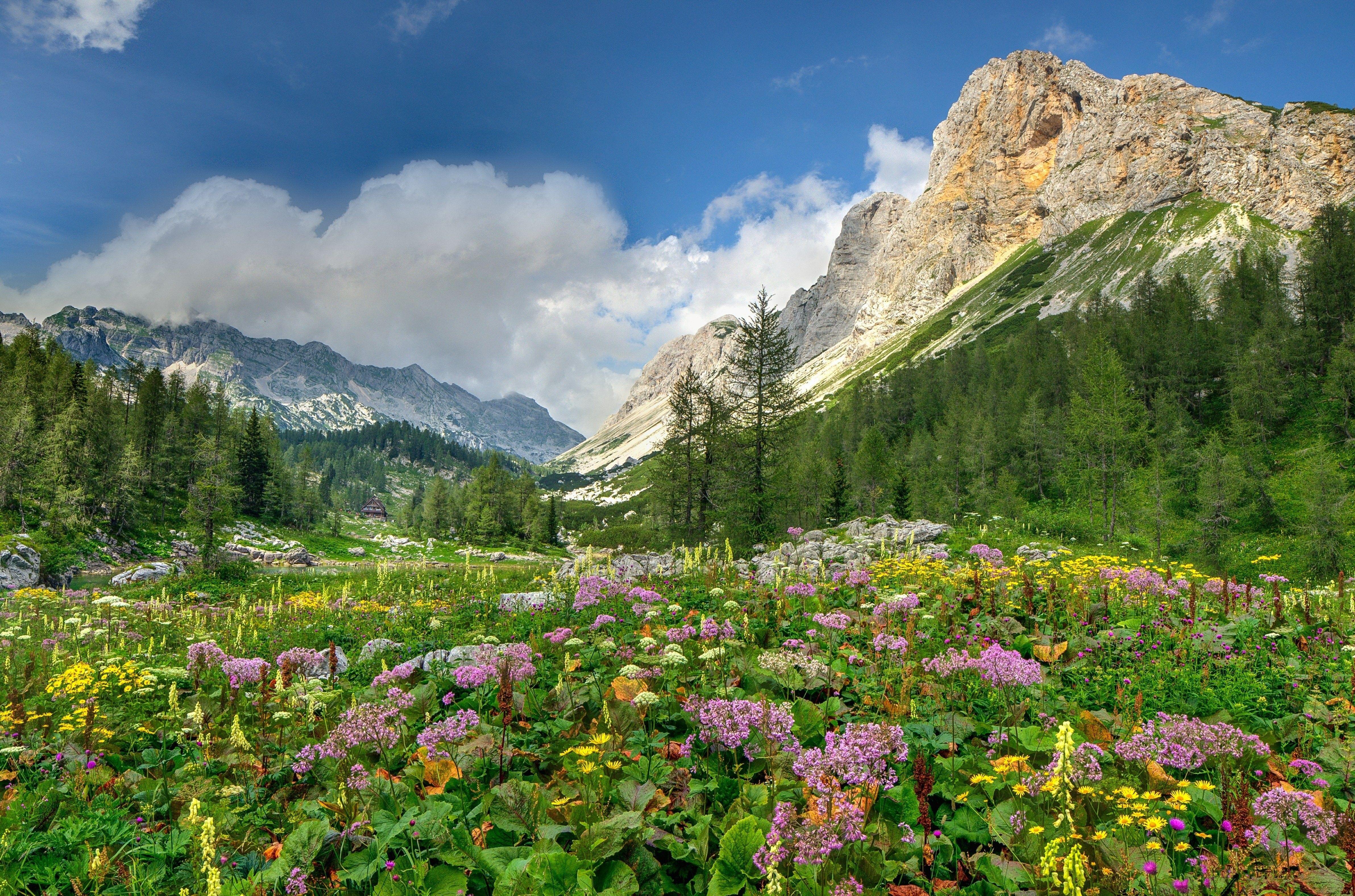 Alps Flowers Wallpapers - Top Free Alps Flowers Backgrounds ...