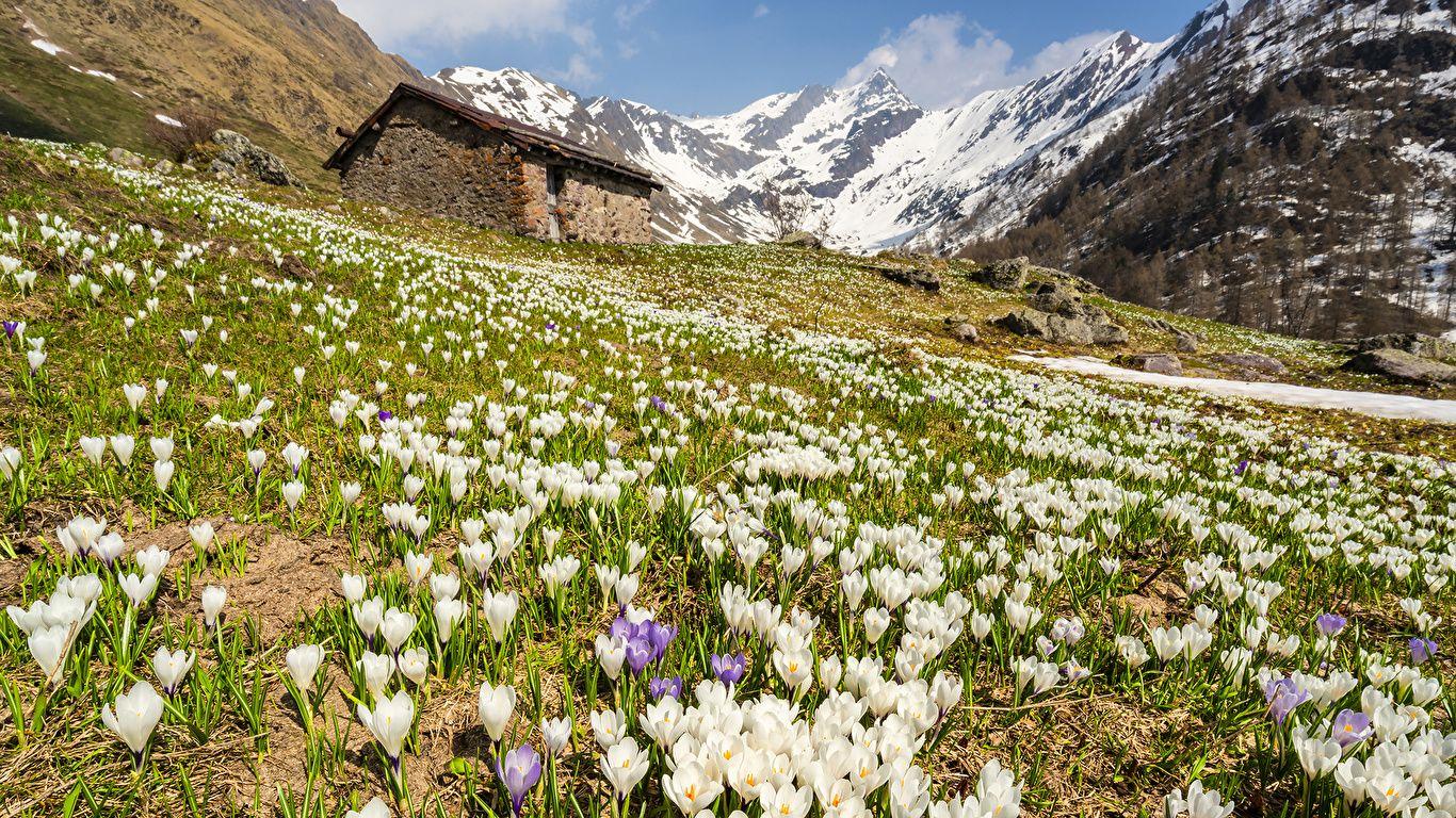 Alps Flowers Wallpapers - Top Free Alps Flowers Backgrounds ...