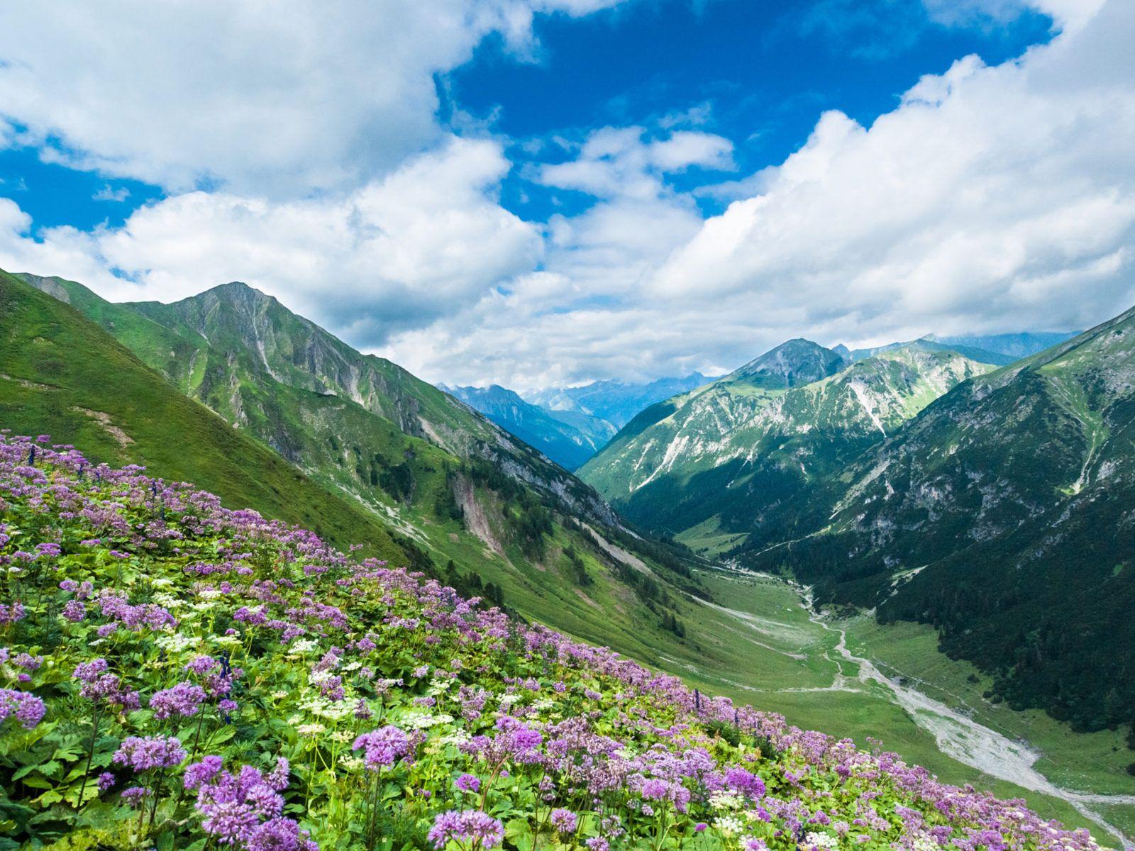 Alps Flowers Wallpapers - Top Free Alps Flowers Backgrounds ...