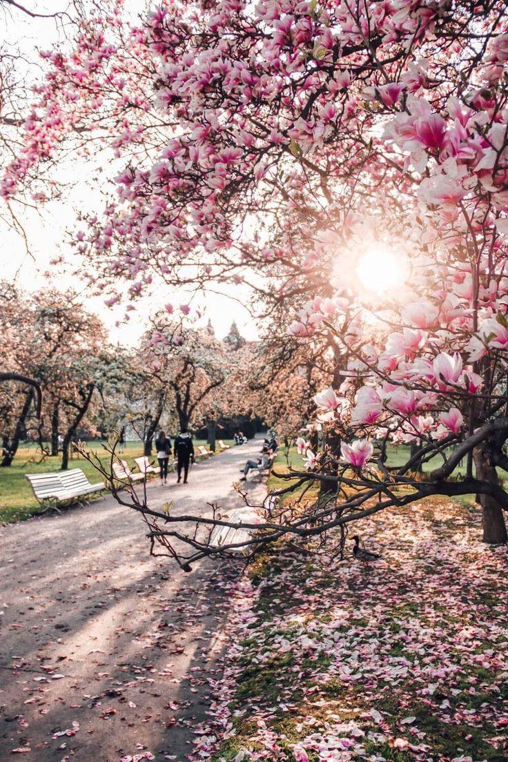 Prague Spring Wallpapers - Top Free Prague Spring Backgrounds ...