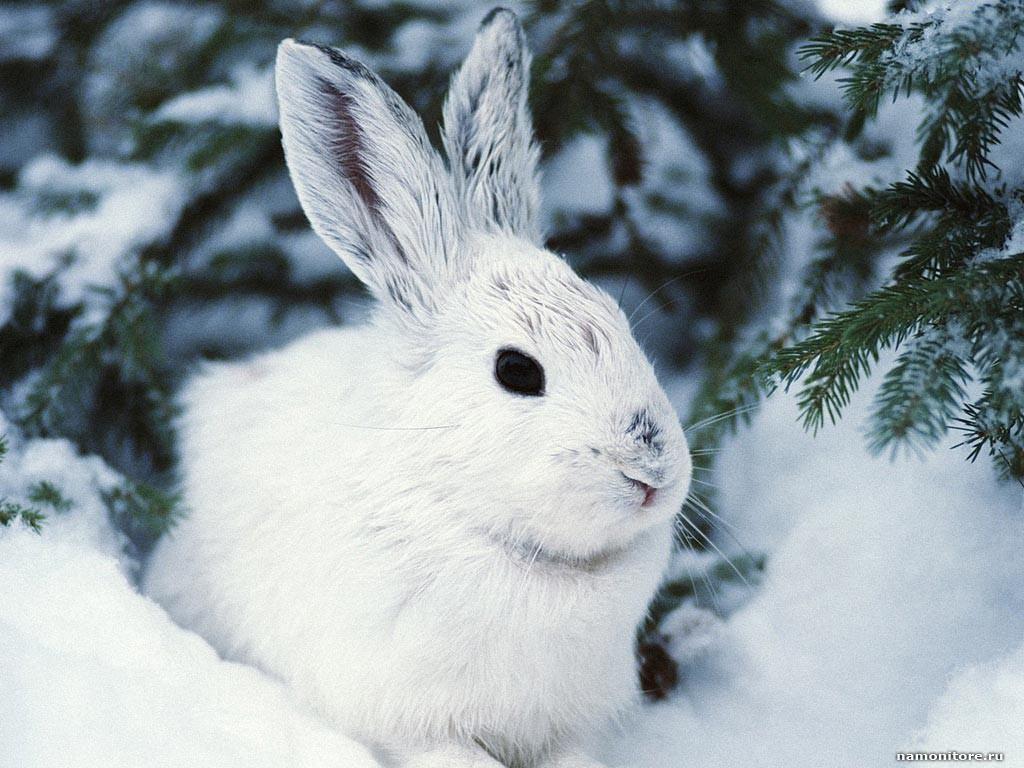 Winter Rabbit Wallpapers - Top Free Winter Rabbit Backgrounds ...