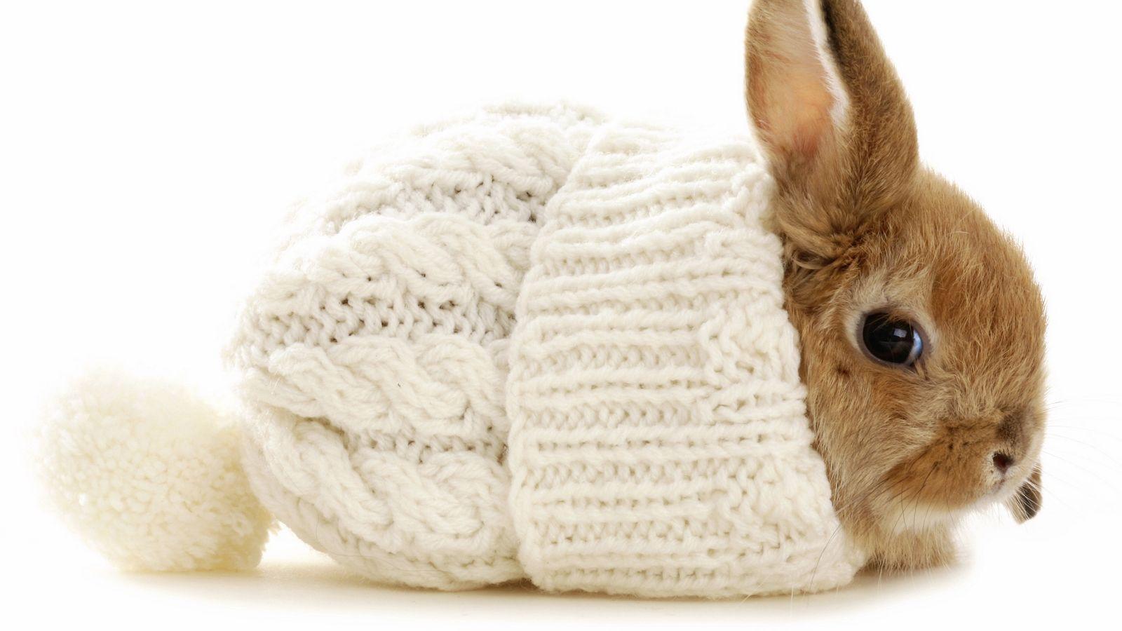 Winter Rabbit Wallpapers - Top Free Winter Rabbit Backgrounds ...