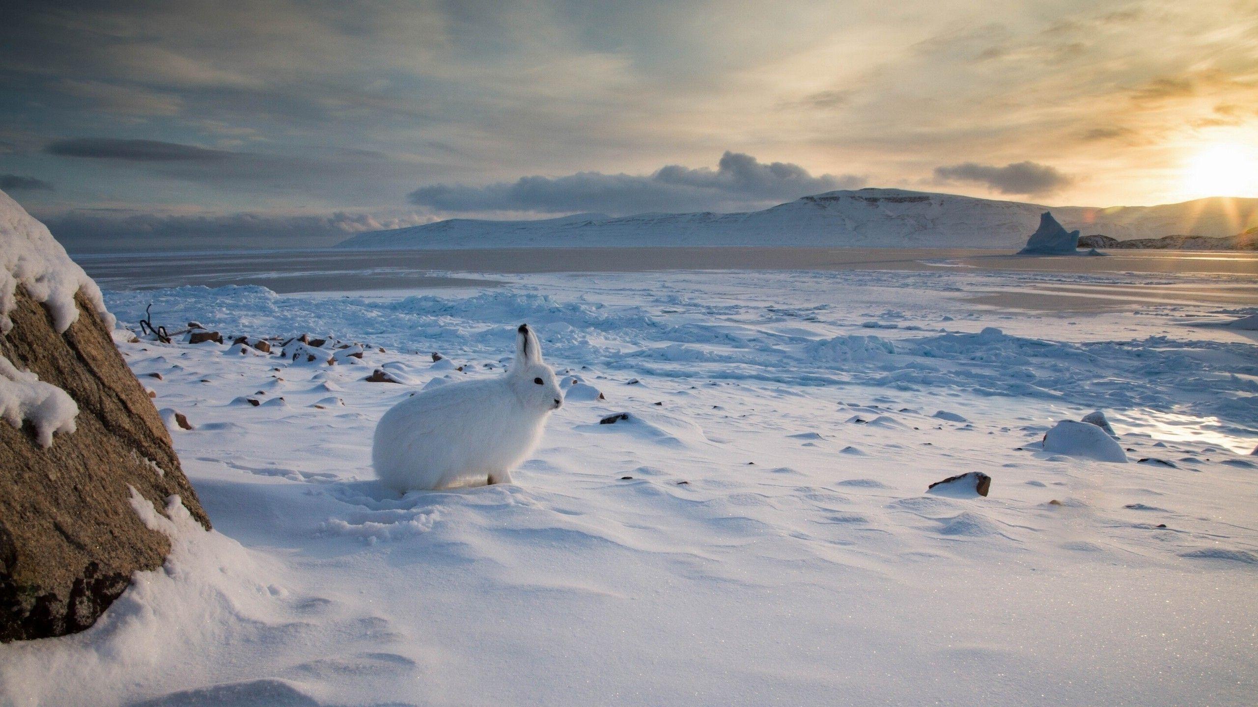 Snow Rabbit Desktop Wallpapers - Top Free Snow Rabbit Desktop ...