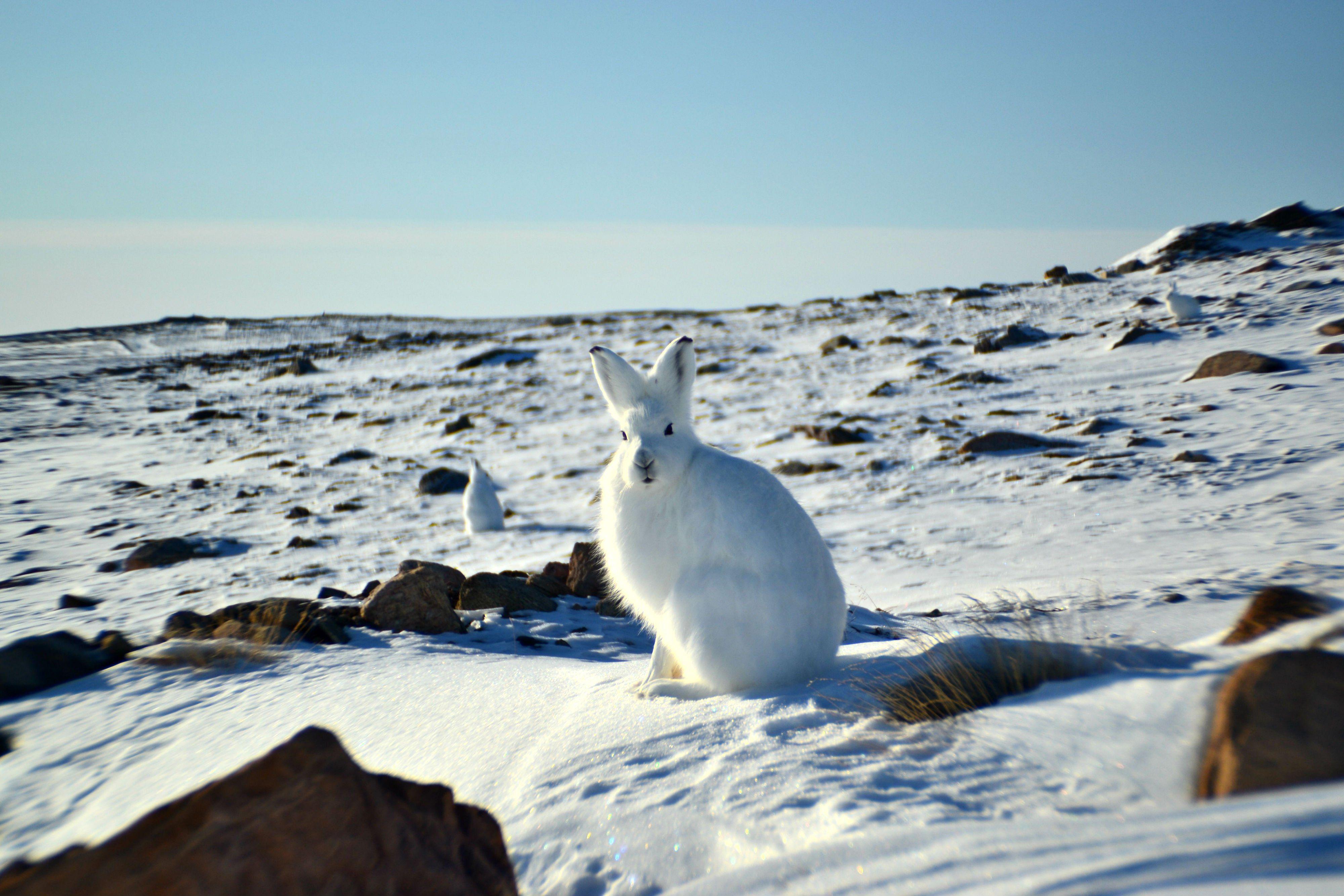 Winter Rabbit Wallpapers - Top Free Winter Rabbit Backgrounds ...