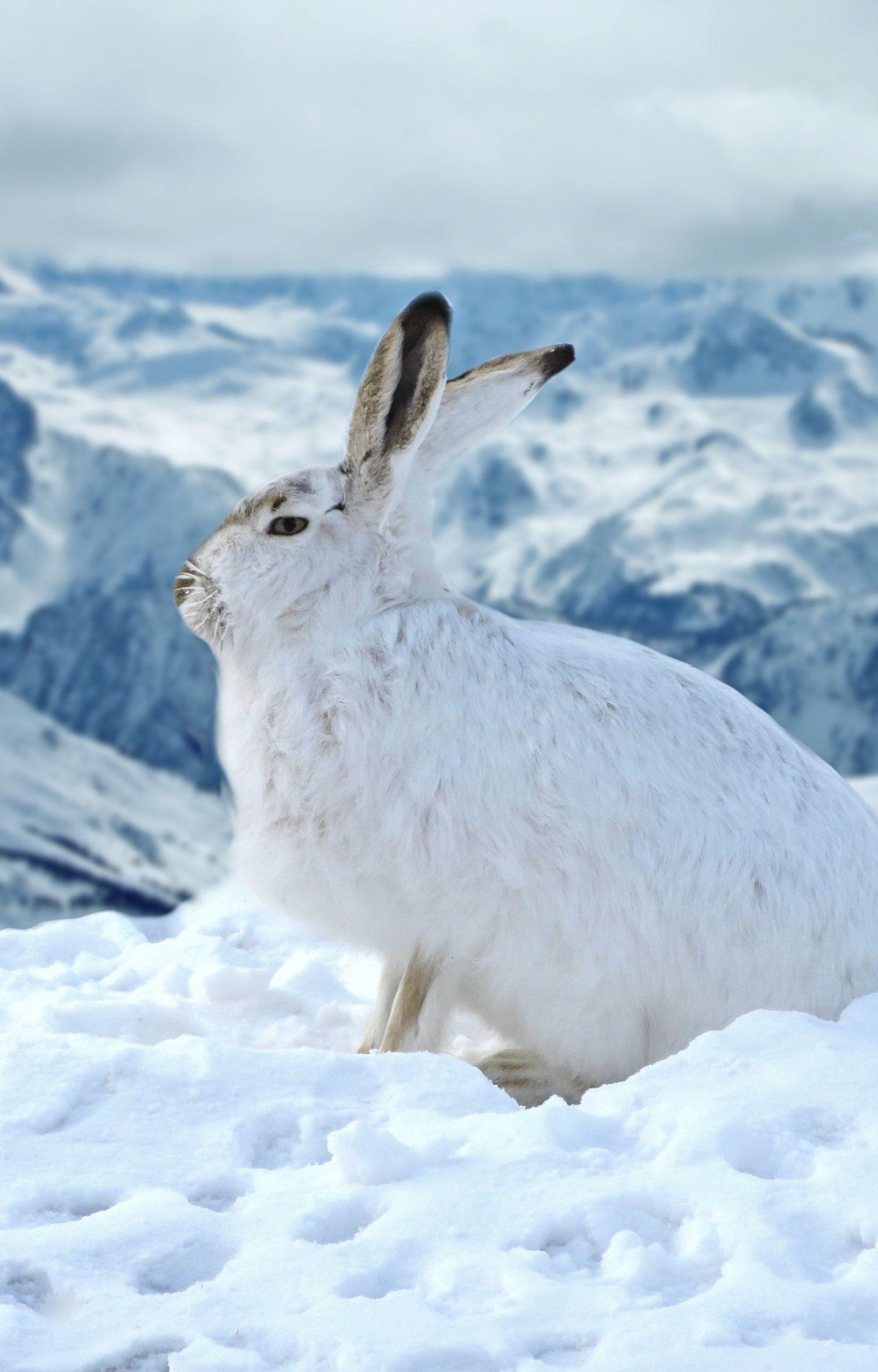 Winter Rabbit Wallpapers - Top Free Winter Rabbit Backgrounds ...