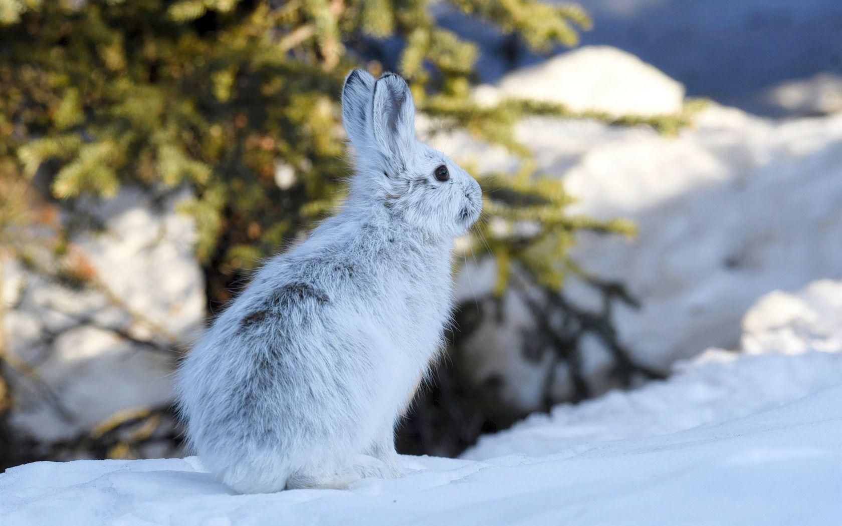 Winter Rabbit Wallpapers - Top Free Winter Rabbit Backgrounds ...