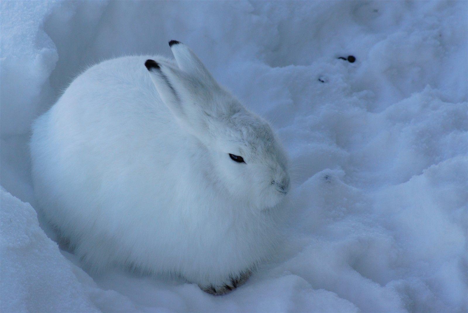 Winter Rabbit Wallpapers - Top Free Winter Rabbit Backgrounds ...