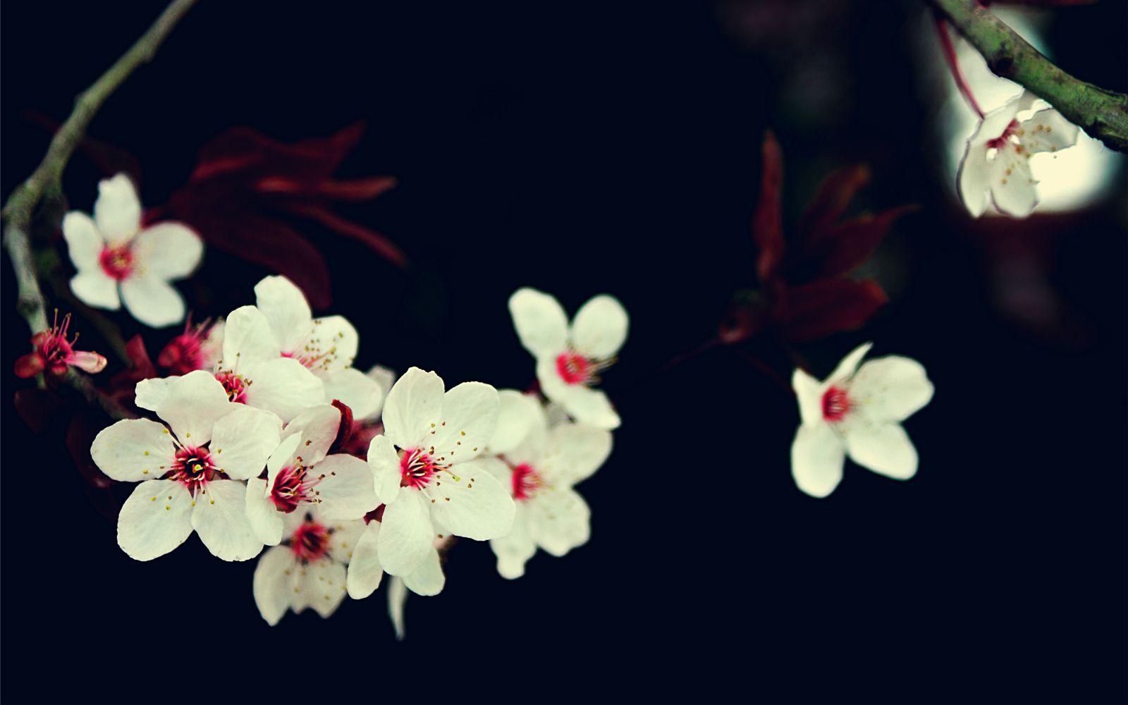 Black Sakura Wallpapers - Top Free Black Sakura Backgrounds ...