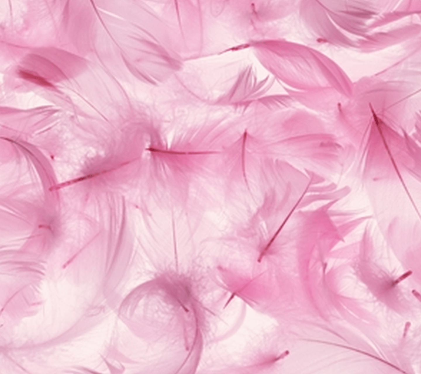 Pink Feathers Wallpapers - Top Free Pink Feathers Backgrounds ...