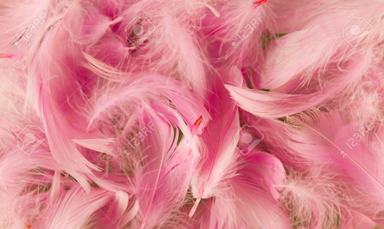 Pink Feathers Wallpapers - Top Free Pink Feathers Backgrounds ...