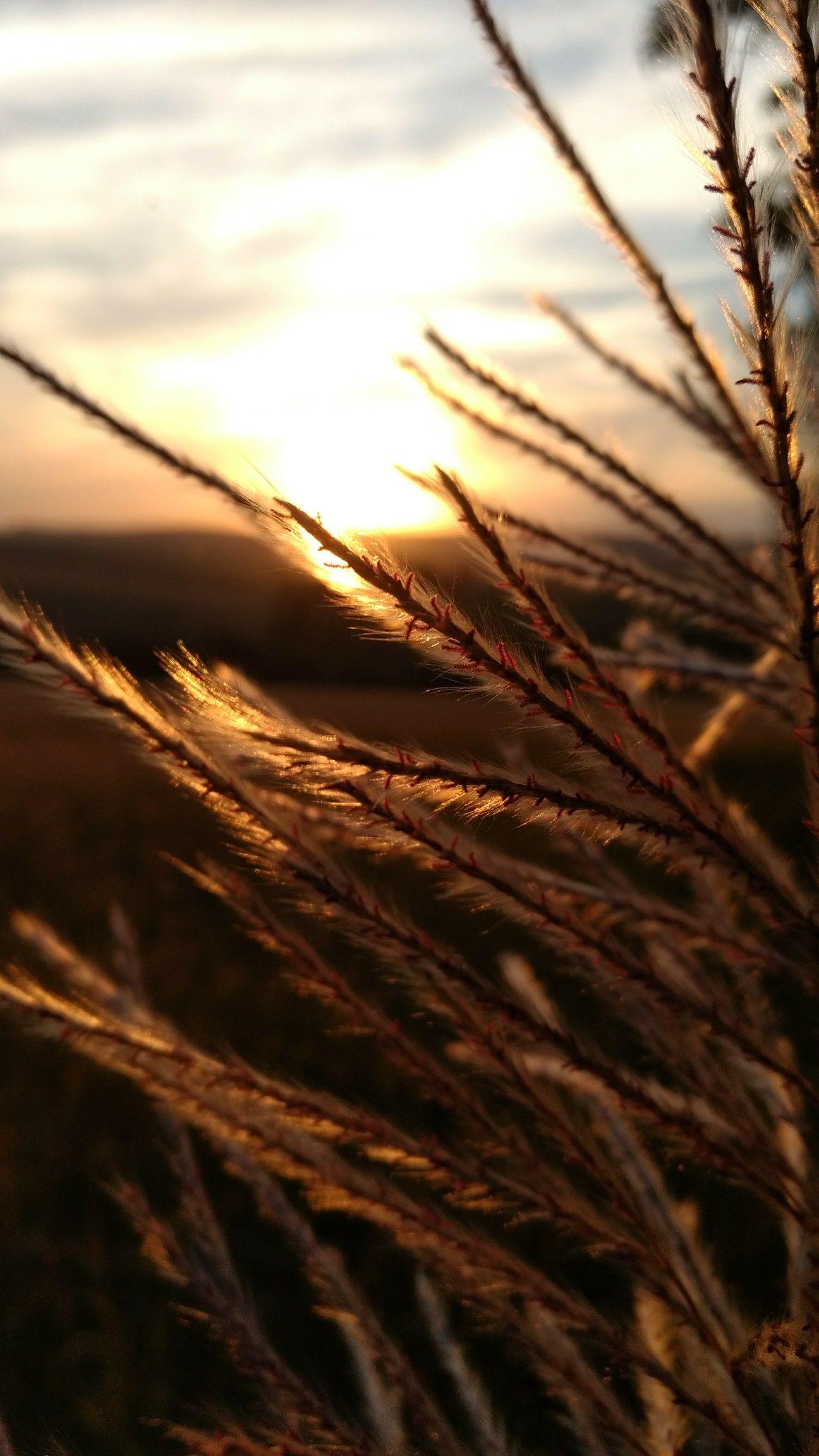 Brown Nature Wallpapers - Top Free Brown Nature Backgrounds ...