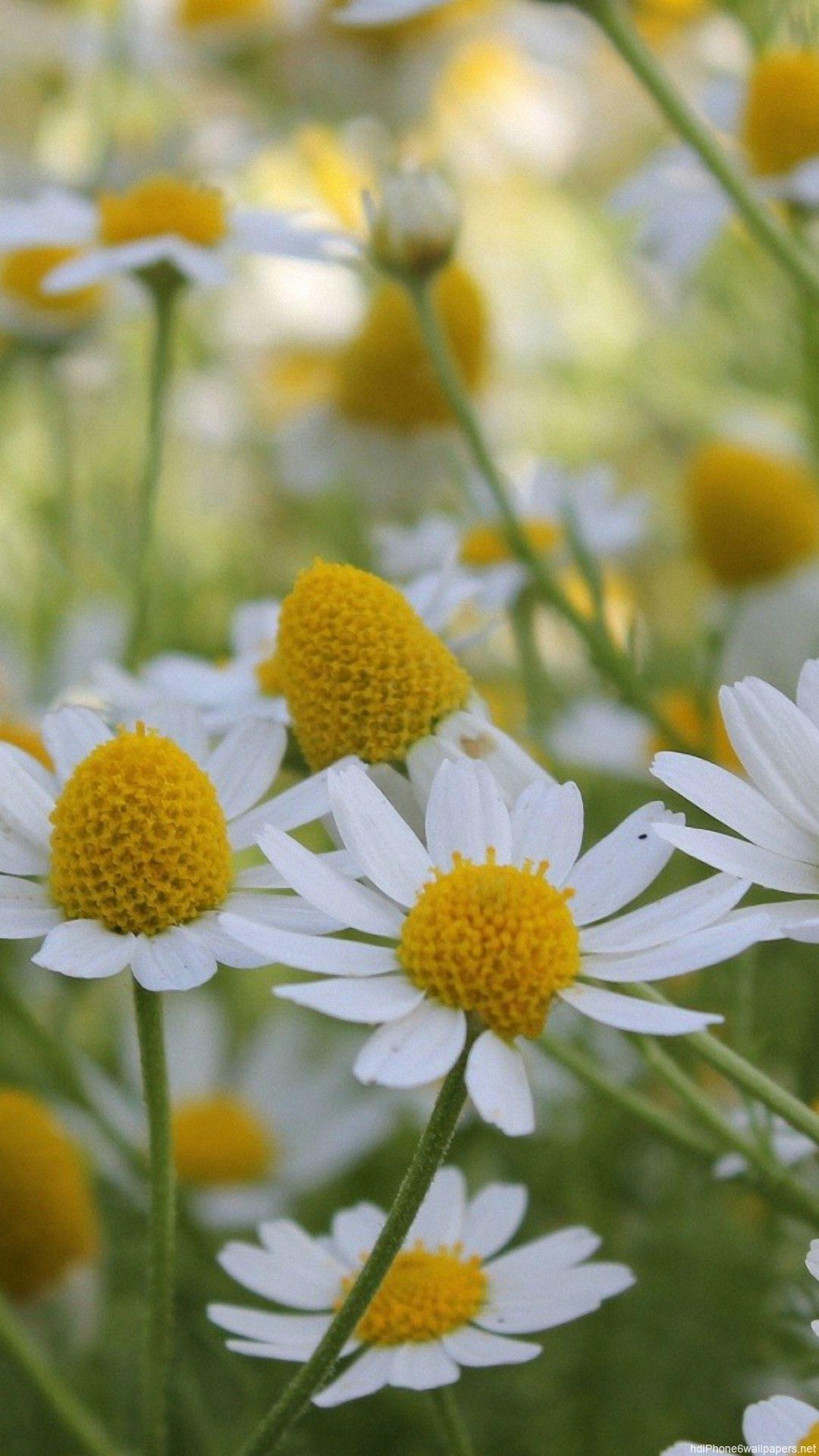 Yellow Flower iPhone HD Wallpapers - Top Free Yellow Flower iPhone HD ...