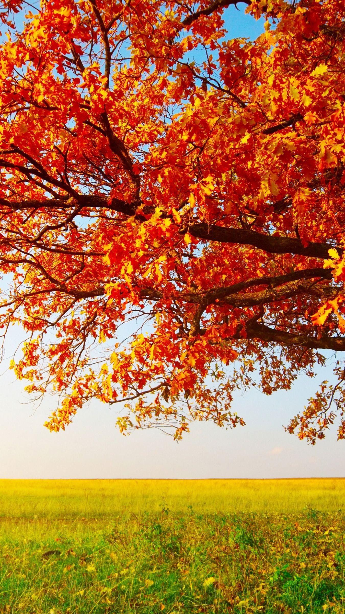 Cool 8k Leaves Wallpapers - Top Free Cool 8k Leaves Backgrounds ... Cool 8k Leaves Wallpapers - Top Free Cool 8k Leaves Backgrounds ...