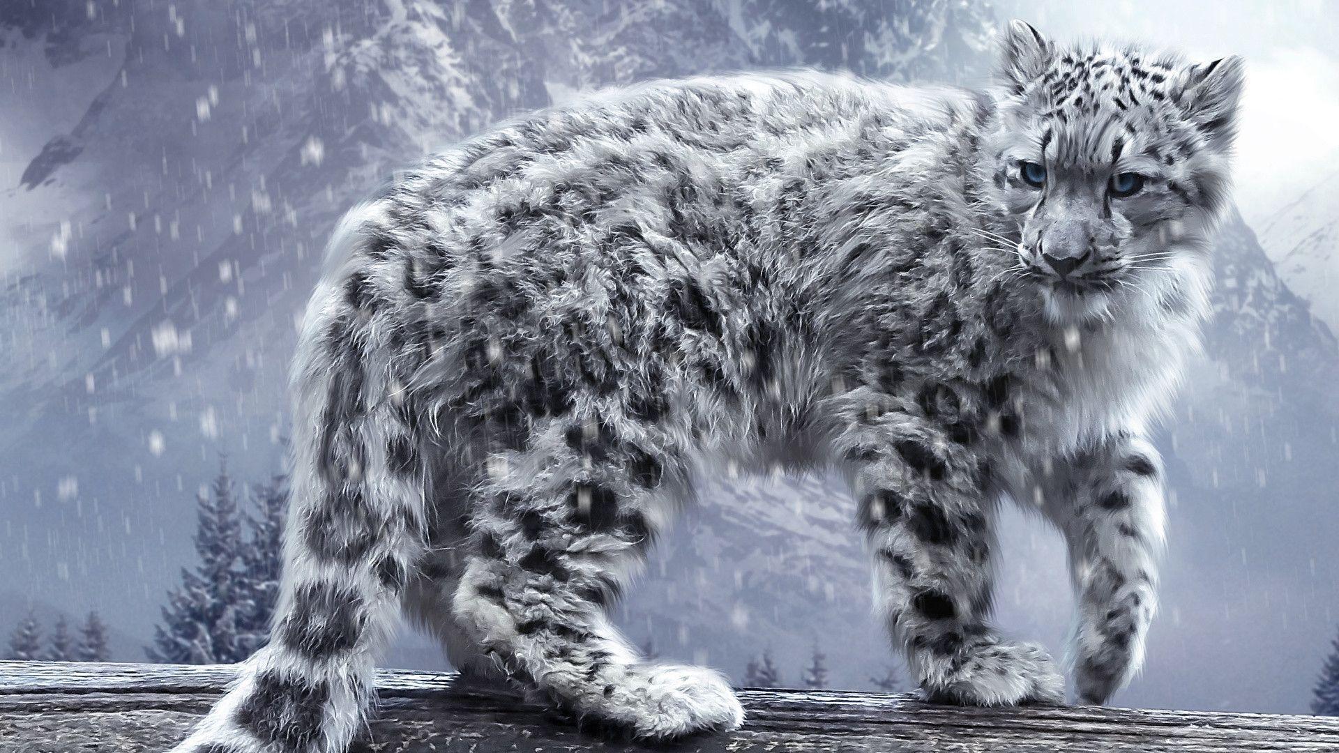 Snow Leopard Computer Wallpapers - Top Free Snow Leopard Computer ...