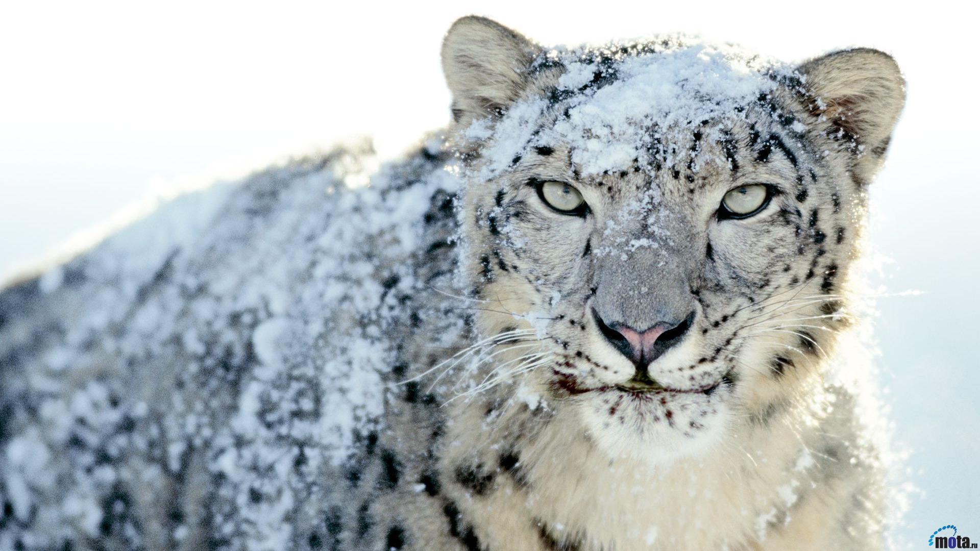 Snow Leopard Computer Wallpapers - Top Free Snow Leopard Computer ...