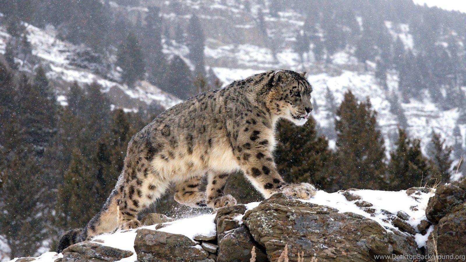 Snow Leopard Computer Wallpapers - Top Free Snow Leopard Computer ...