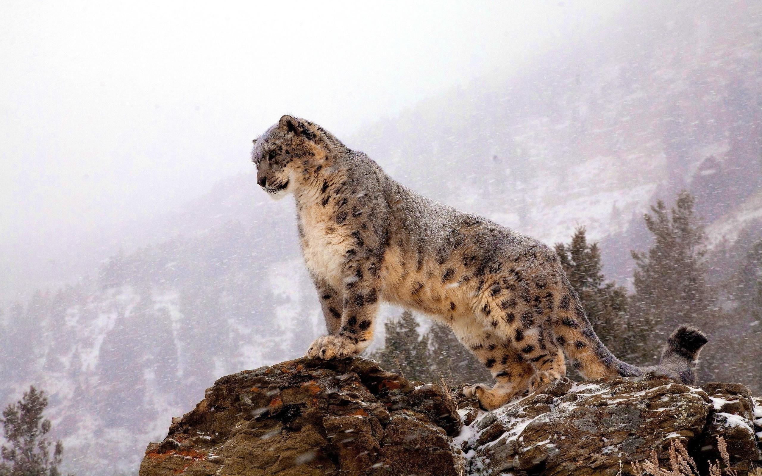 Snow Leopard Computer Wallpapers - Top Free Snow Leopard Computer ...