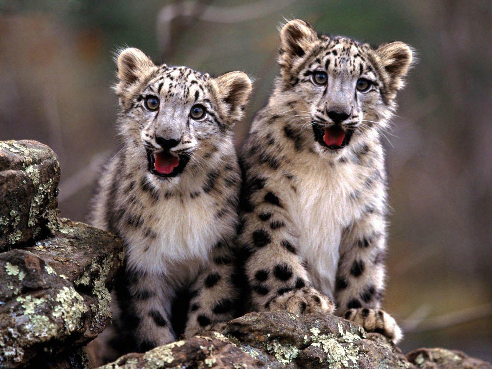 Snow Leopard Computer Wallpapers - Top Free Snow Leopard Computer ...