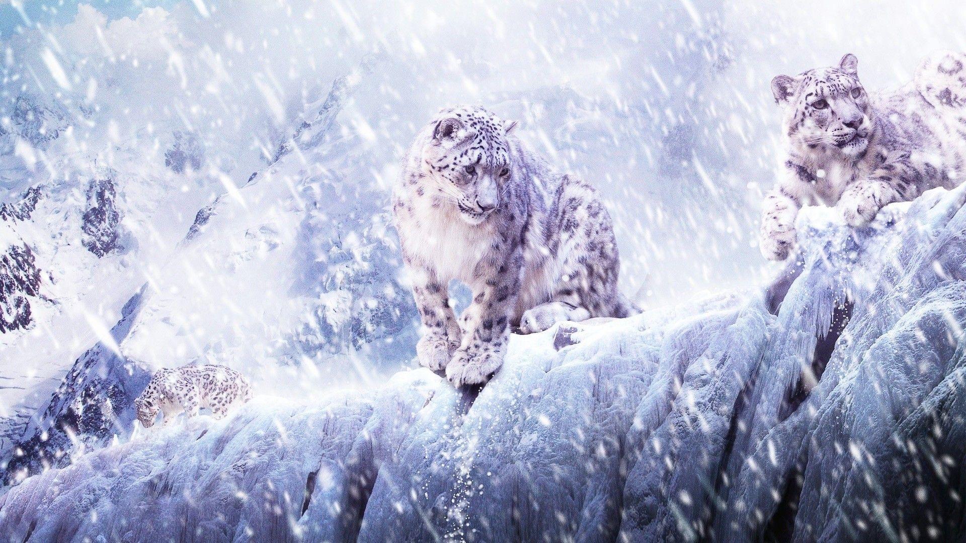 Snow Leopard Computer Wallpapers - Top Free Snow Leopard Computer ...