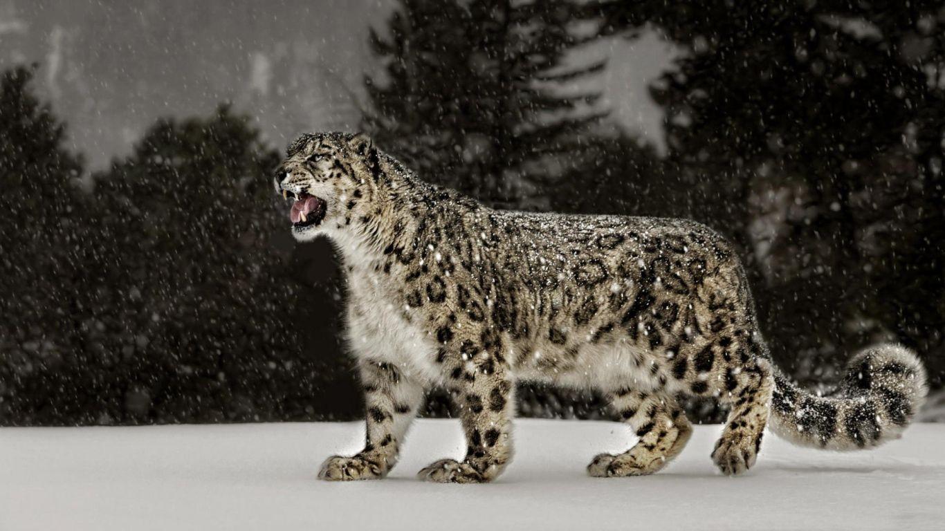 Snow Leopard Computer Wallpapers - Top Free Snow Leopard Computer ...