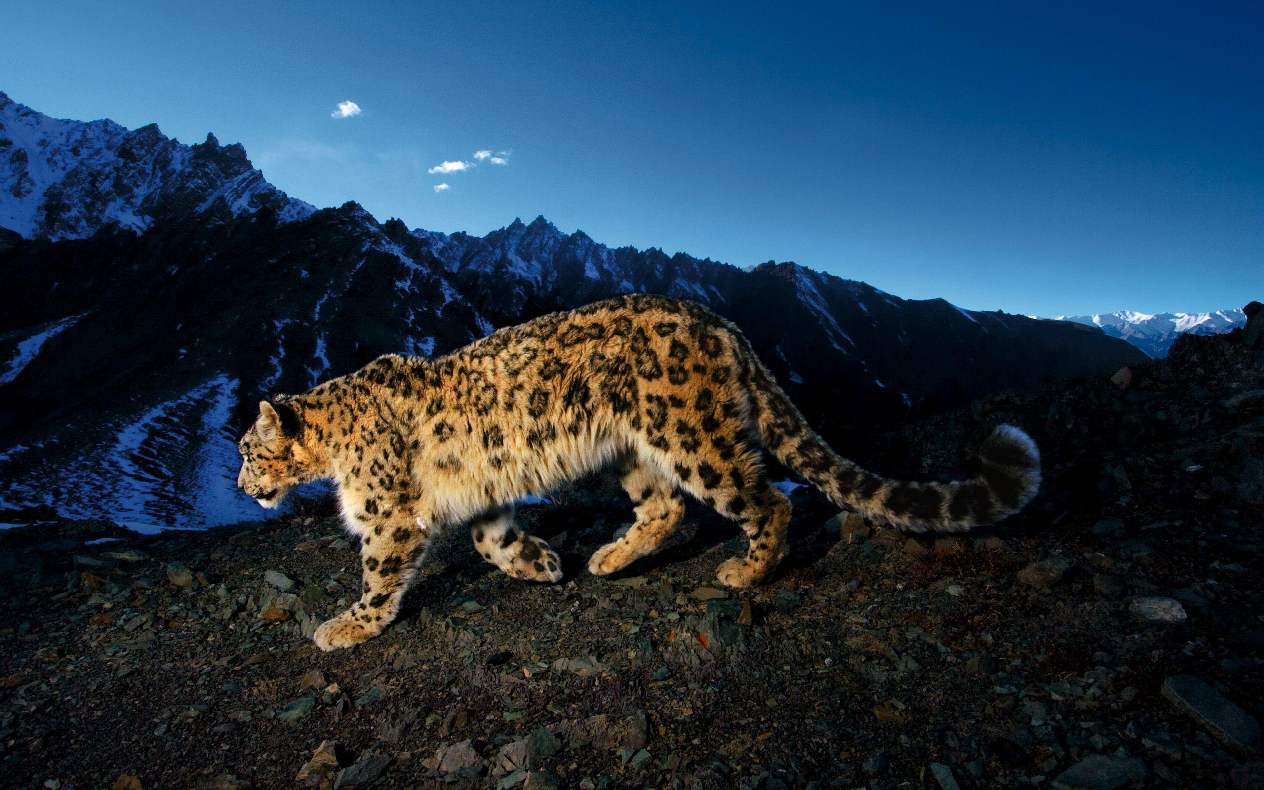 Snow Leopard Computer Wallpapers - Top Free Snow Leopard Computer ...
