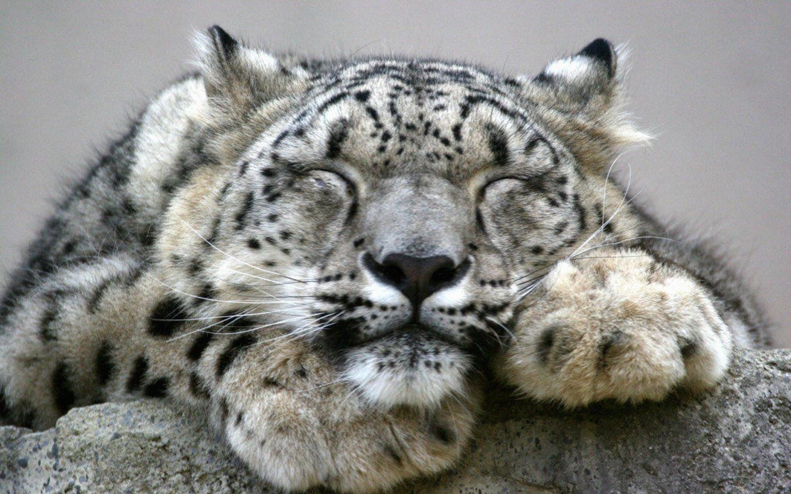 Snow Leopard Computer Wallpapers - Top Free Snow Leopard Computer ...