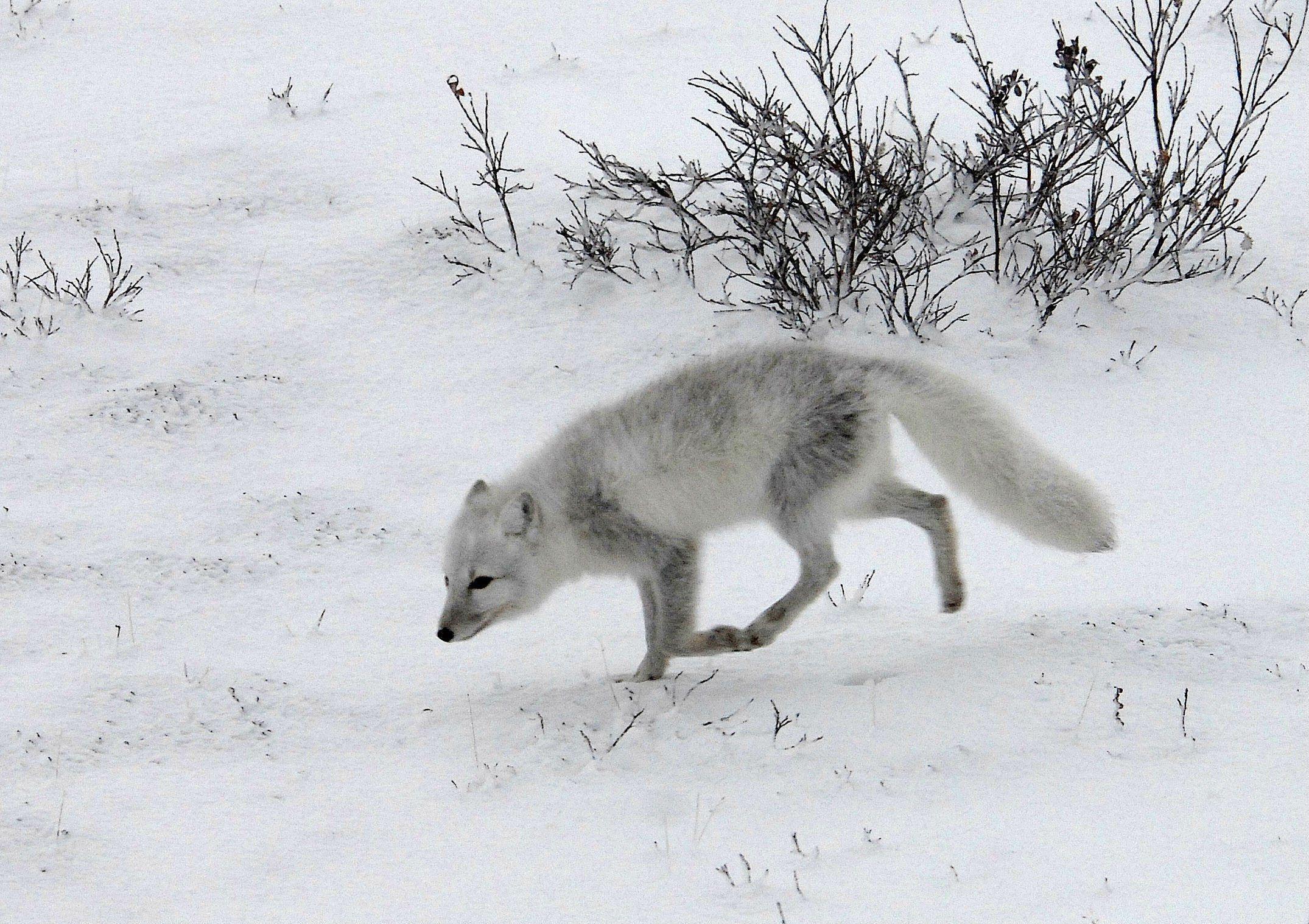 Black and White Fox Wallpapers - Top Free Black and White Fox ...