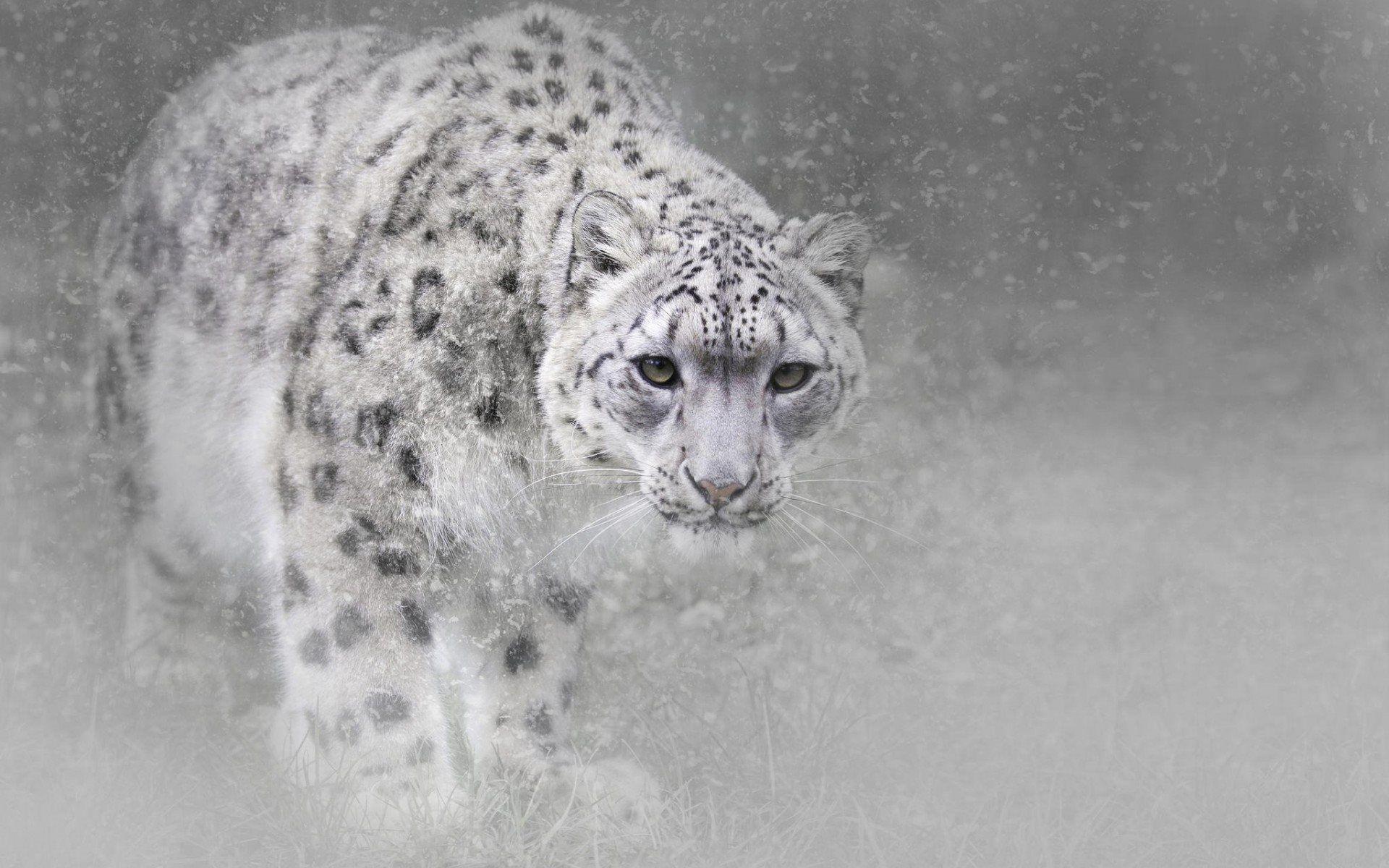 Snow Leopard Computer Wallpapers - Top Free Snow Leopard Computer ...