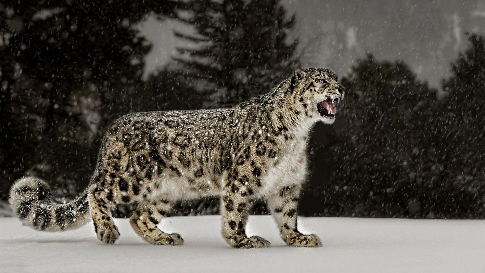 Snow Leopard Computer Wallpapers - Top Free Snow Leopard Computer ...