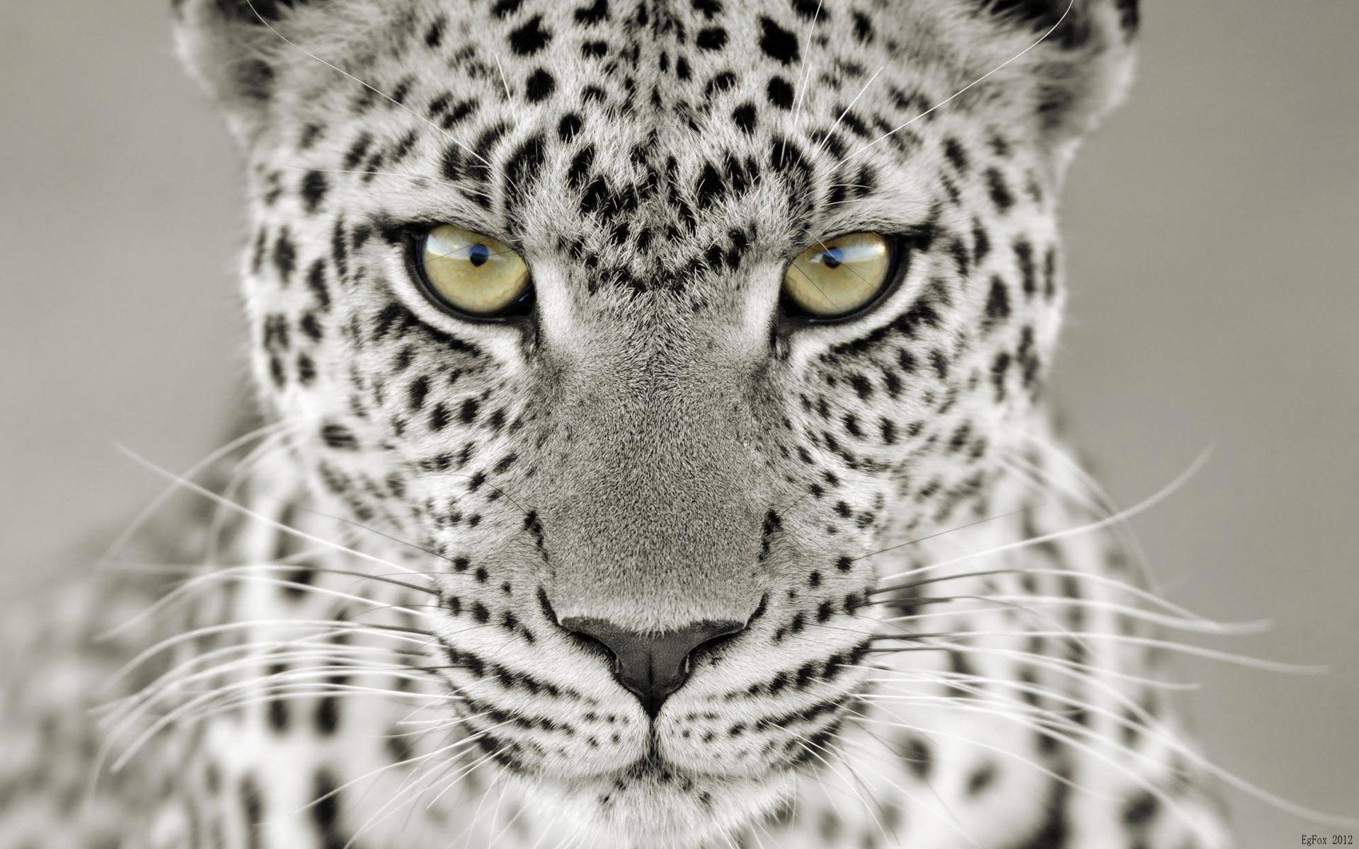 Snow Leopard Desktop Wallpapers - Top Free Snow Leopard Desktop ...