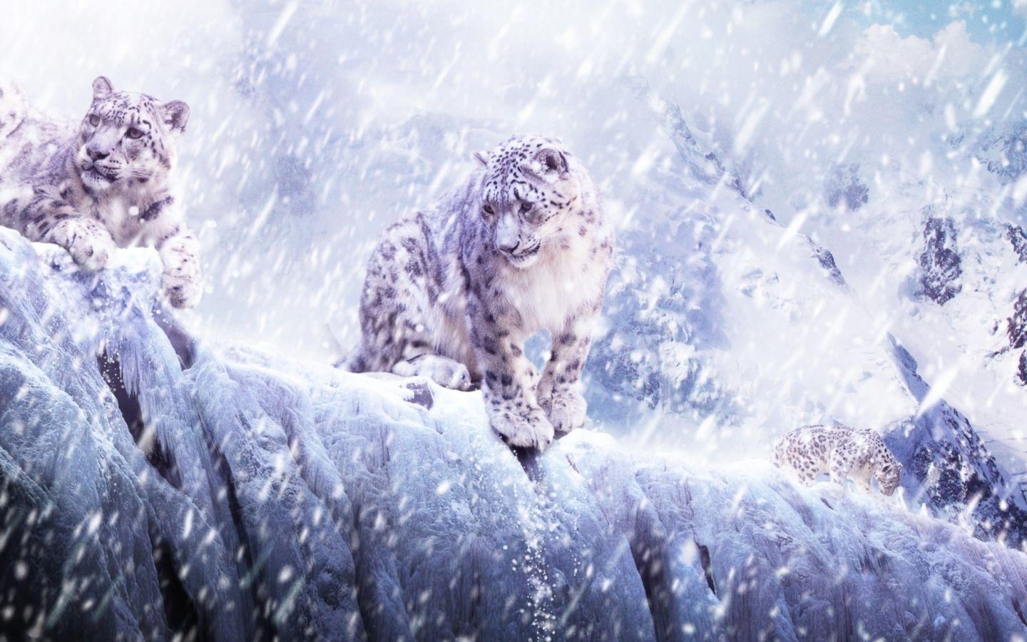 Snow Leopard Computer Wallpapers - Top Free Snow Leopard Computer ...