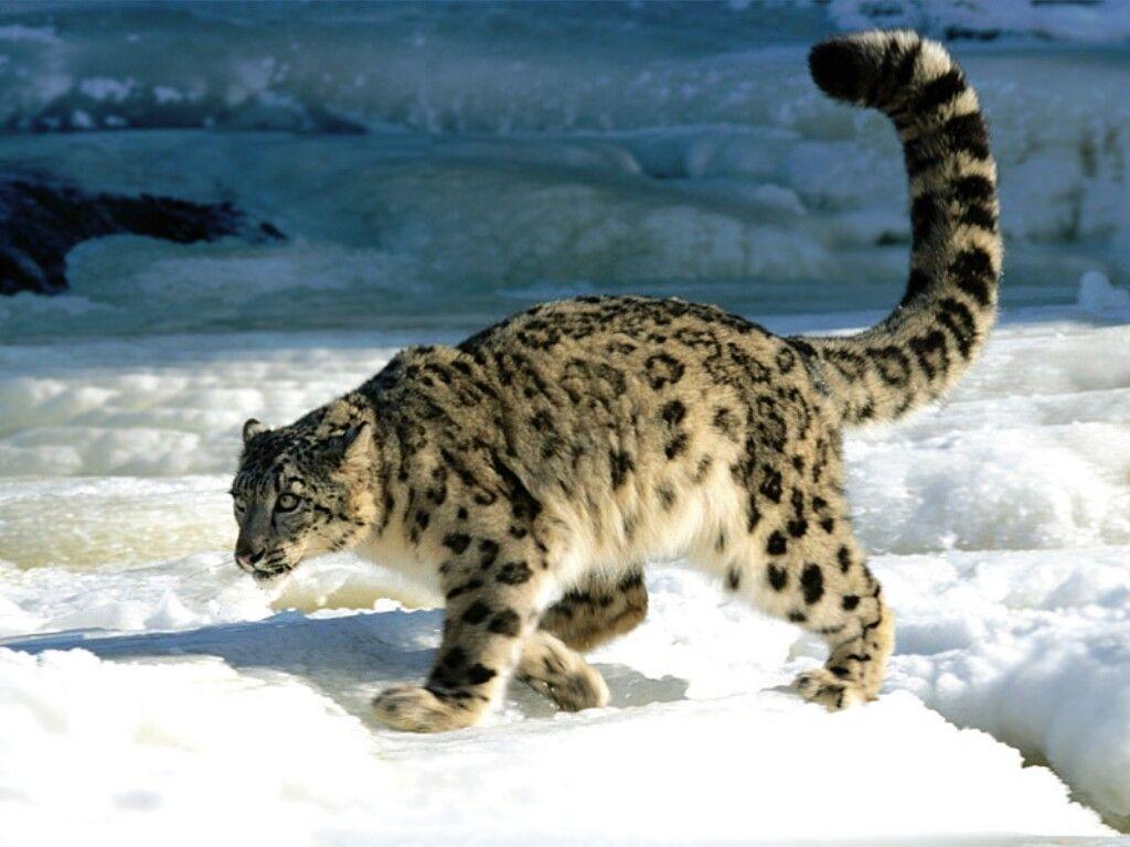 Snow Leopard Computer Wallpapers - Top Free Snow Leopard Computer ...