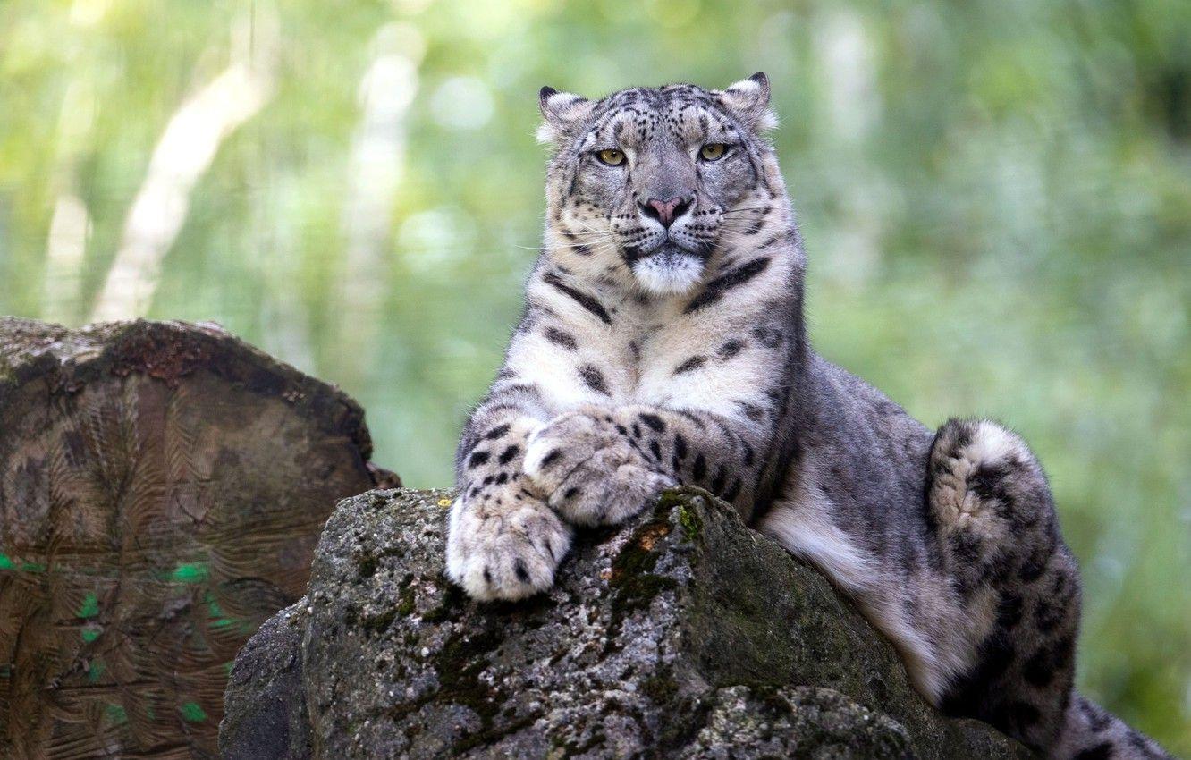 Snow Leopard Computer Wallpapers - Top Free Snow Leopard Computer ...