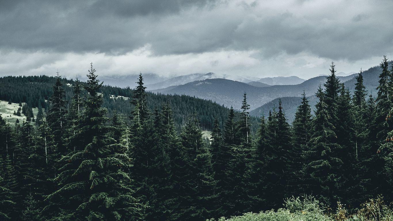 Tree Laptop Wallpapers - Top Free Tree Laptop Backgrounds - WallpaperAccess