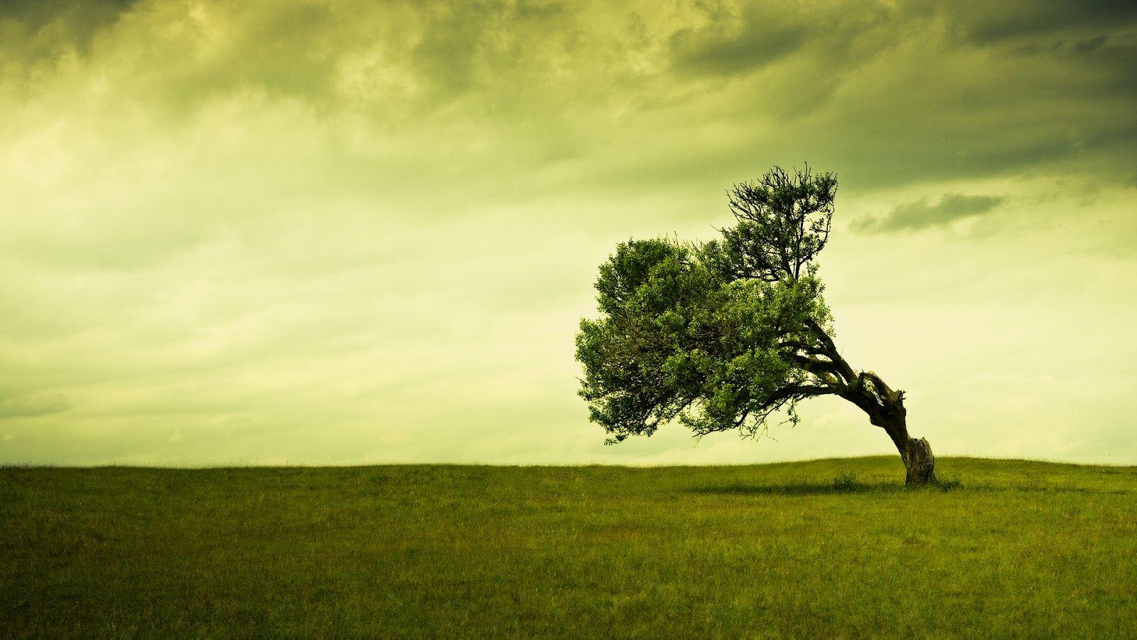 Tree Laptop Wallpapers - Top Free Tree Laptop Backgrounds - WallpaperAccess