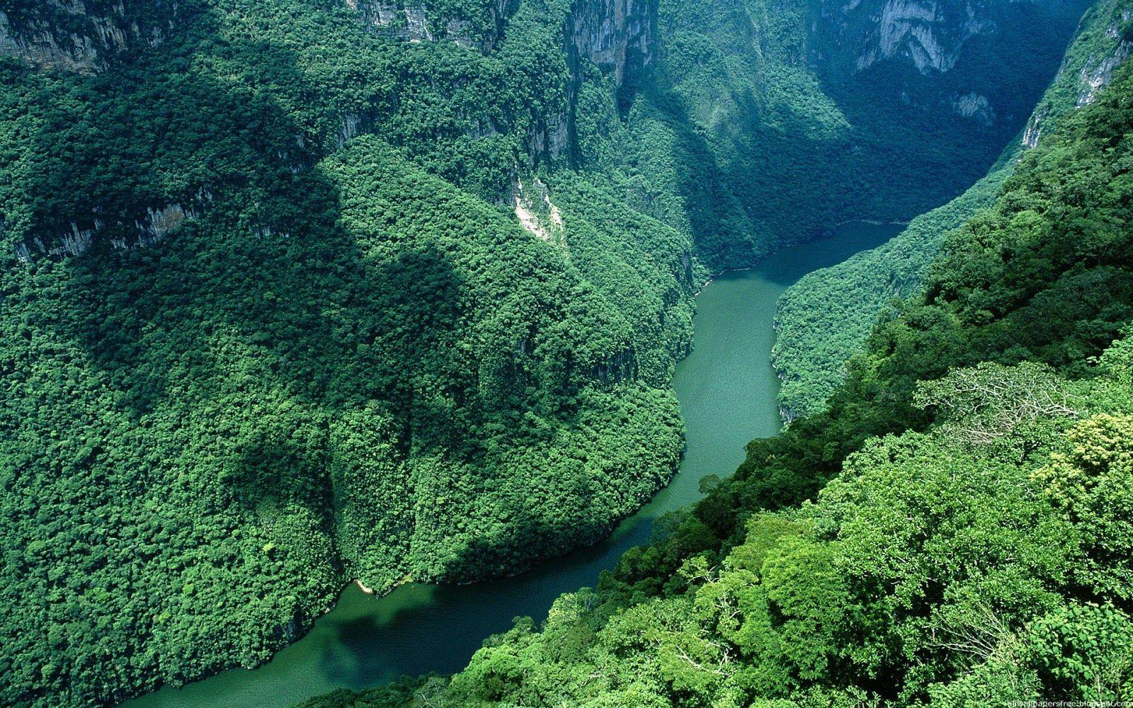 Evergreen Forest Wallpapers - Top Free Evergreen Forest Backgrounds ...