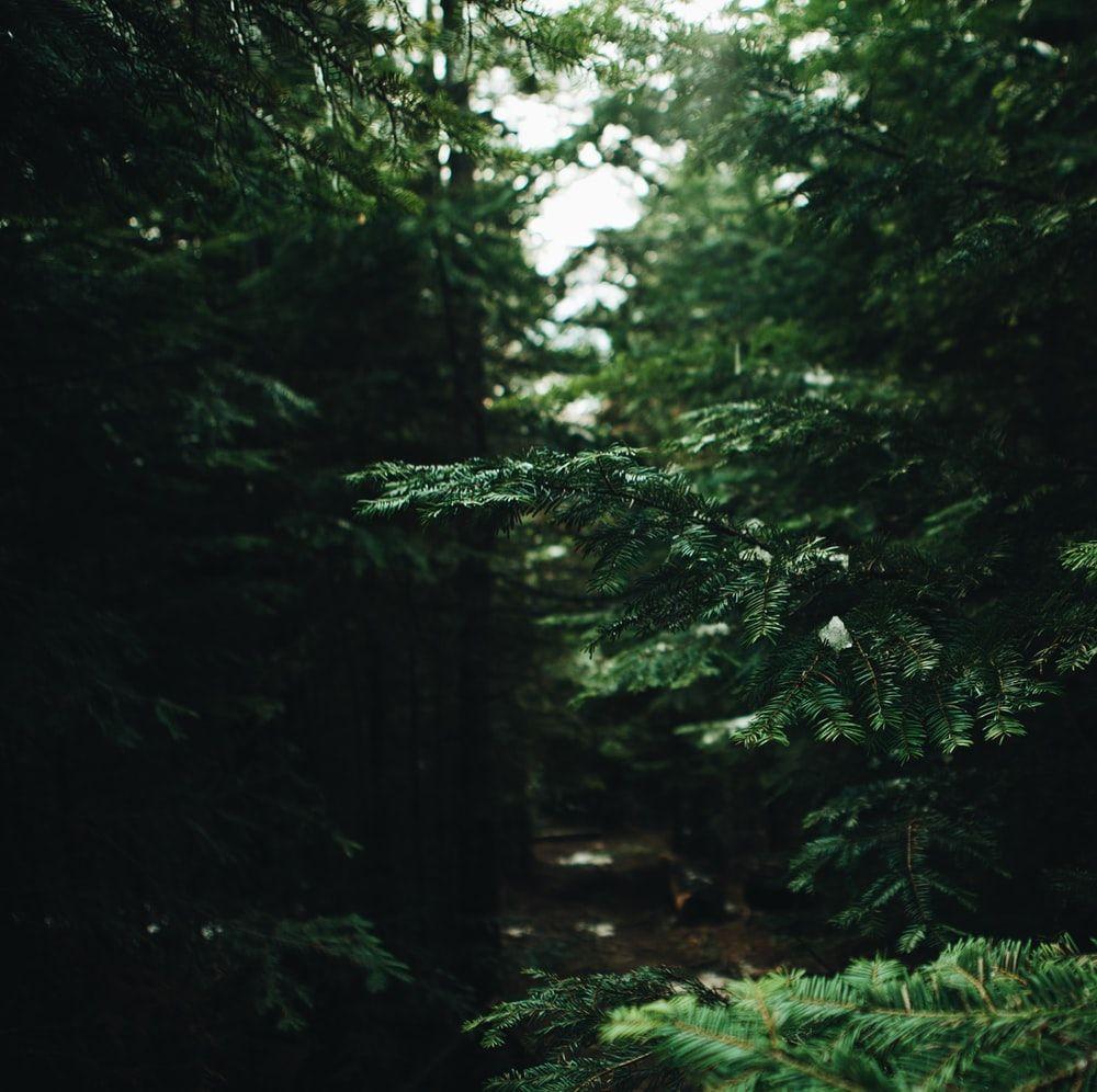 Evergreen Forest Wallpapers - Top Free Evergreen Forest Backgrounds ...
