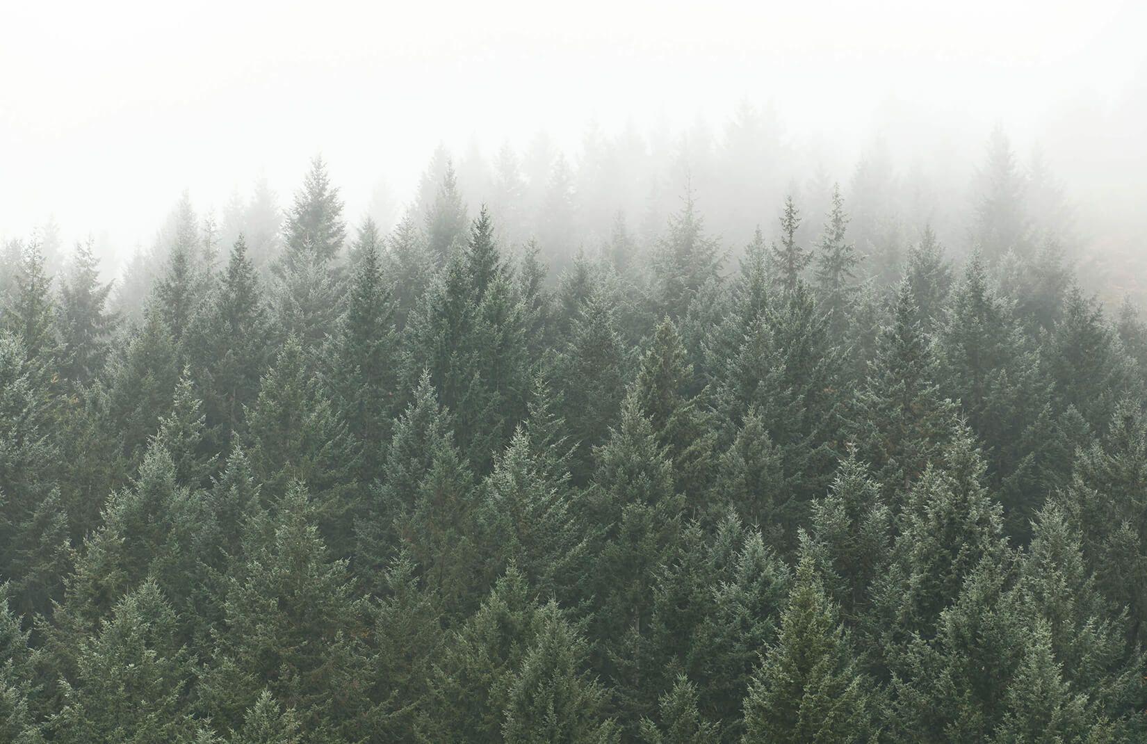 Evergreen Forest Wallpapers - Top Free Evergreen Forest Backgrounds ...