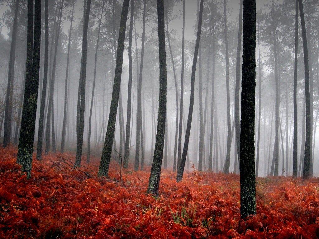 Gray Forest Wallpapers - Top Free Gray Forest Backgrounds - WallpaperAccess