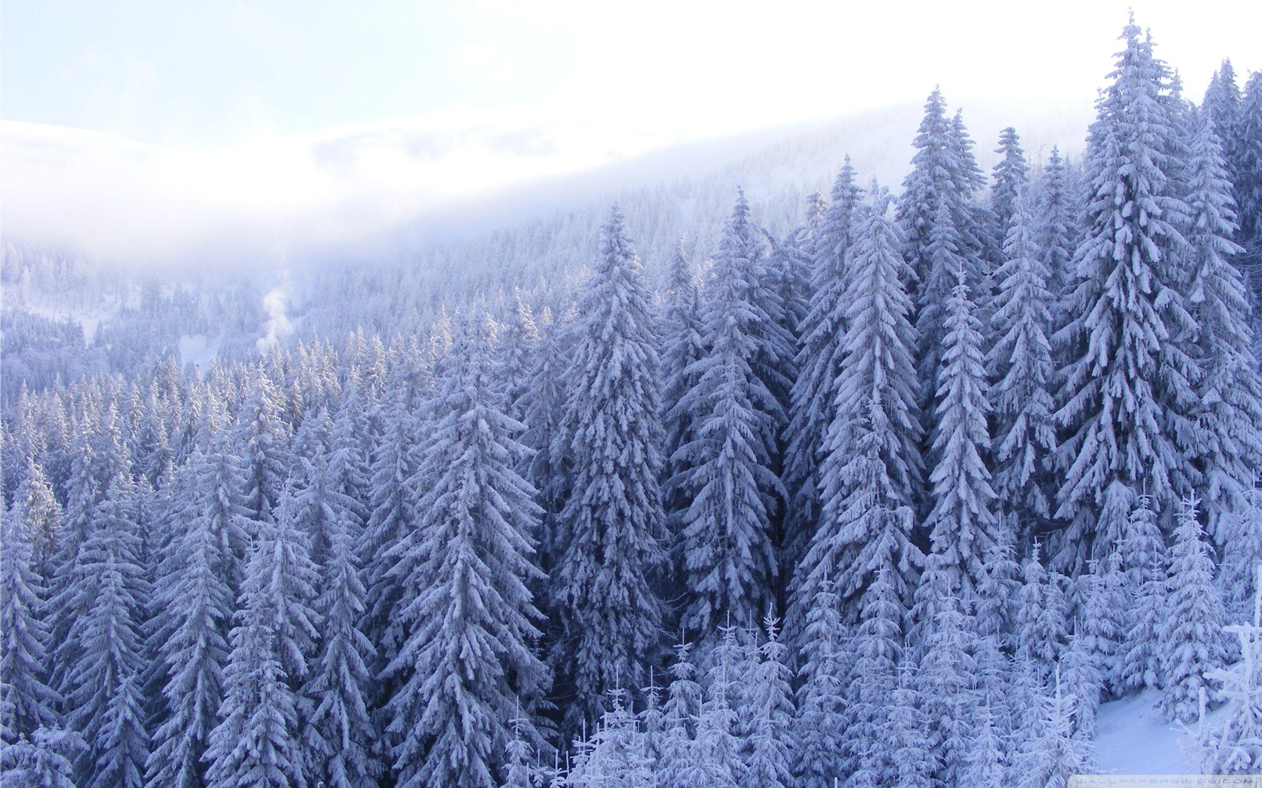 Evergreen Forest Wallpapers - Top Free Evergreen Forest Backgrounds ...