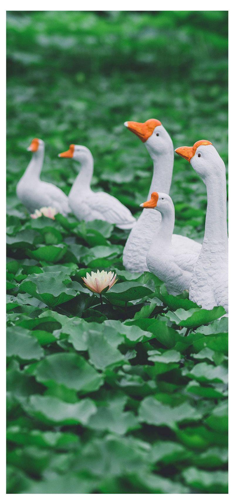 Duck Phone Wallpapers - Top Free Duck Phone Backgrounds - WallpaperAccess