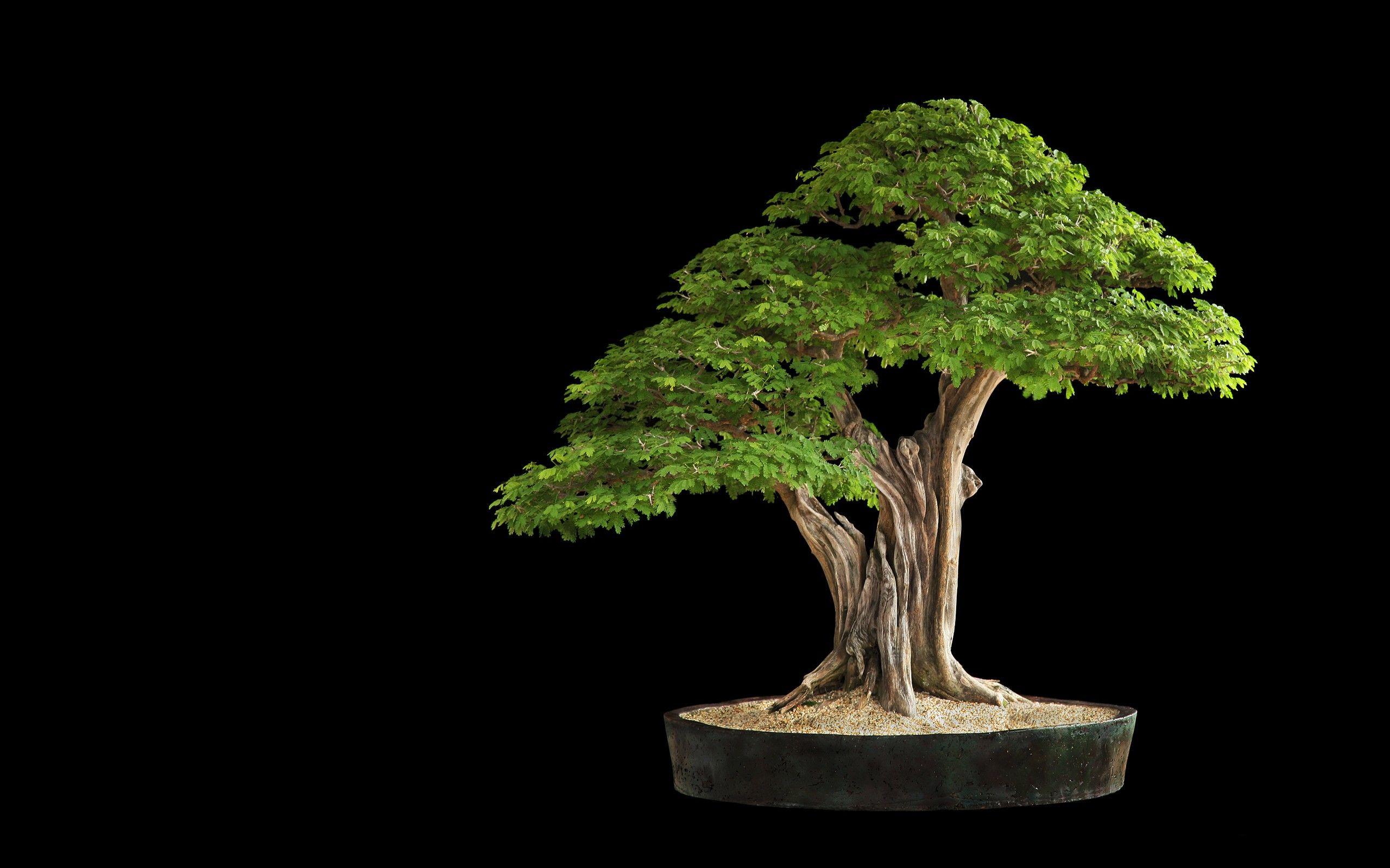 Japanese Bonsai Wallpapers - Top Free Japanese Bonsai Backgrounds - WallpaperAccess