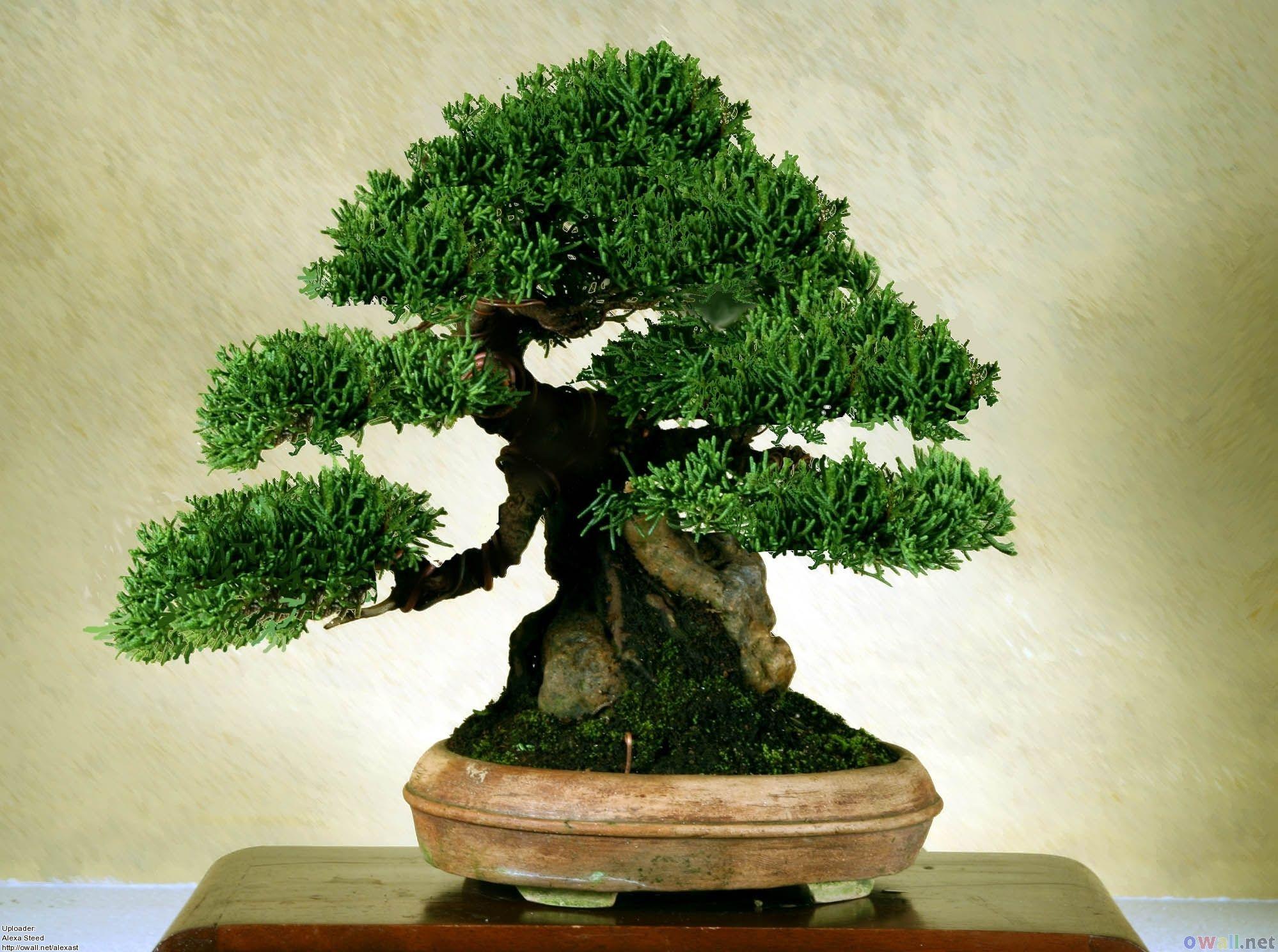 Japanese Bonsai Wallpapers - Top Free Japanese Bonsai Backgrounds ...